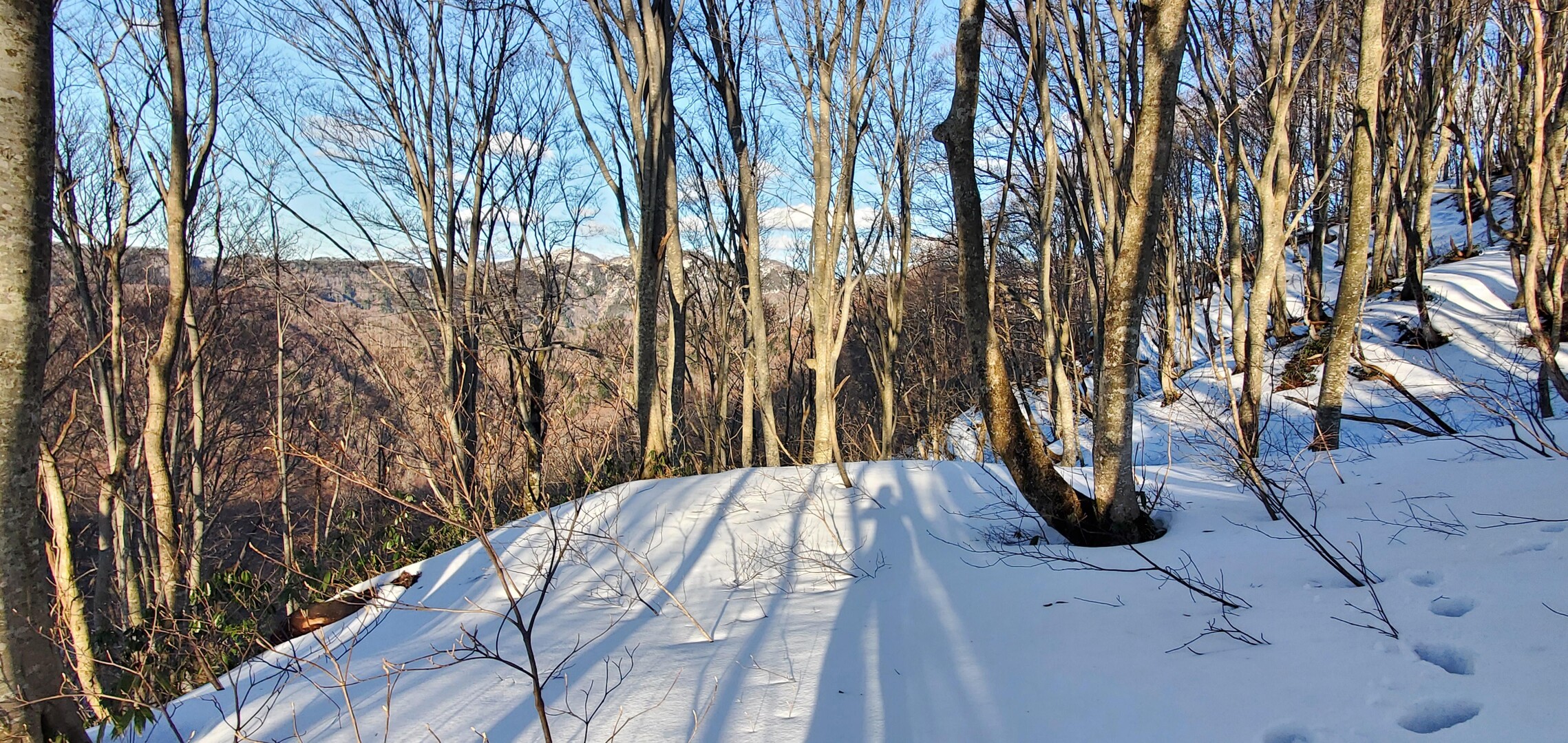 浜新保から新保岳撤退 2024-02-18 / sakaさんの新保岳の活動データ | YAMAP / ヤマップ