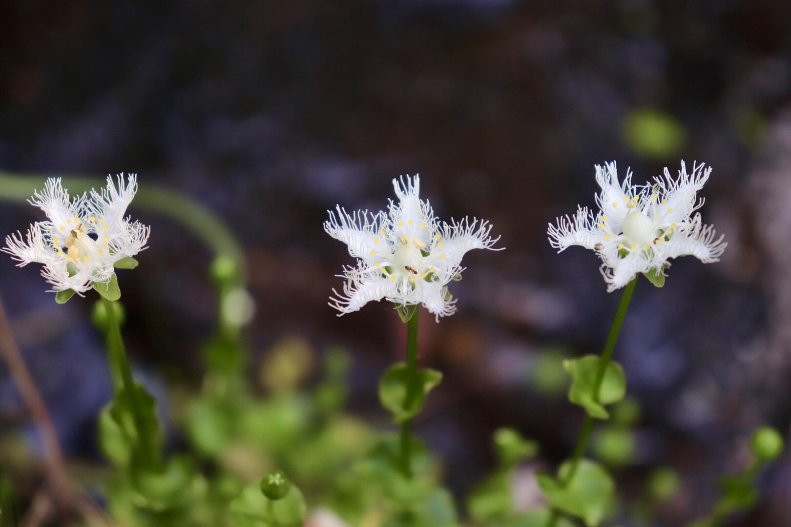沢の花 こまやかに しなやかに 白髭草... / mintさんのモーメント | YAMAP / ヤマップ
