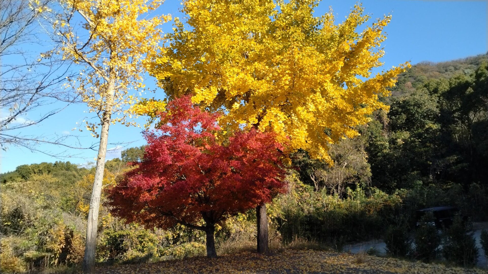 国東半島60座のNo39津波戸山本峰 / うさもんさんの六郷満山（国東半島）の活動データ | YAMAP / ヤマップ