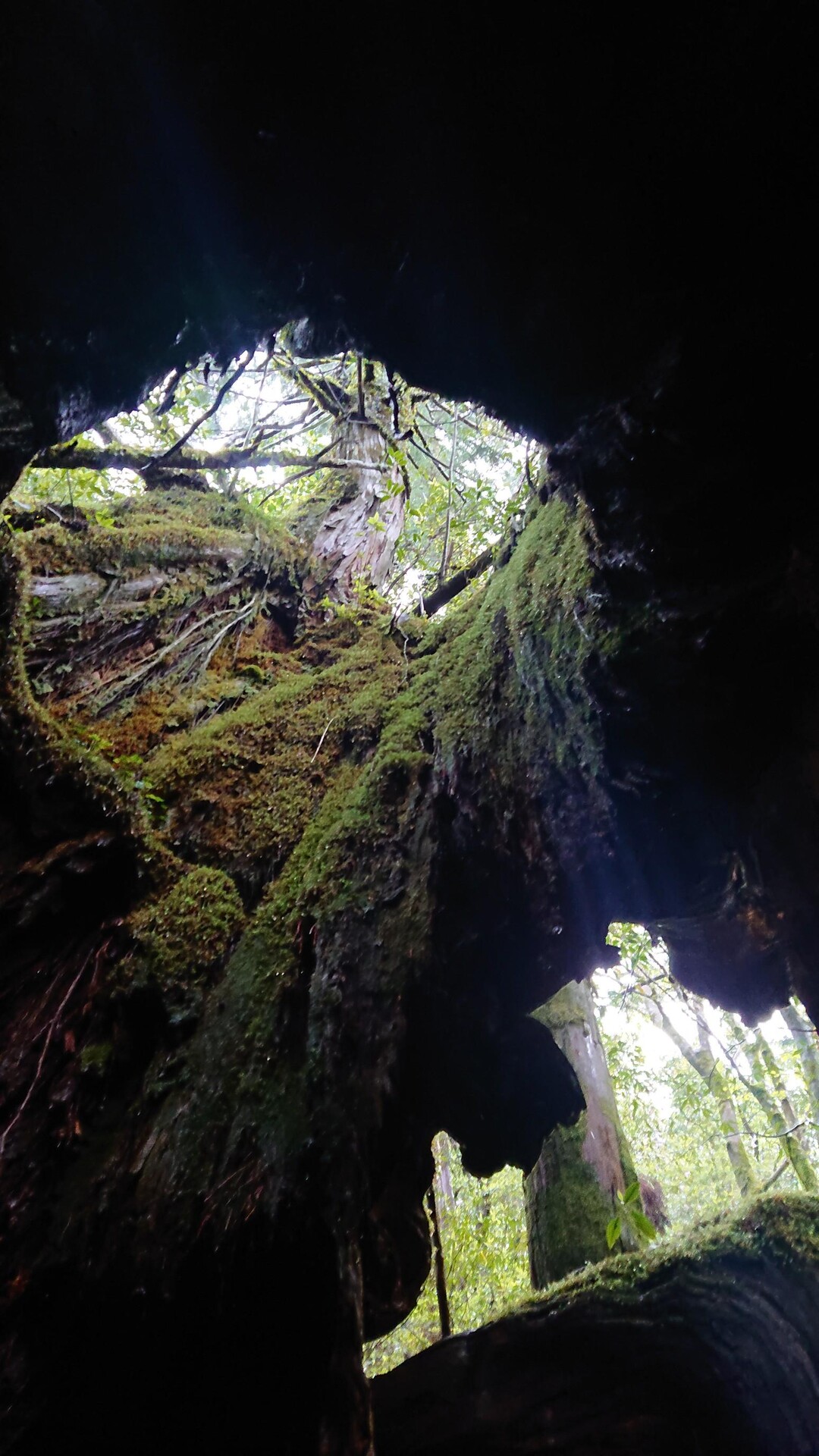 白谷雲水峡 / mastankさんの屋久島・宮之浦岳の活動データ | YAMAP / ヤマップ