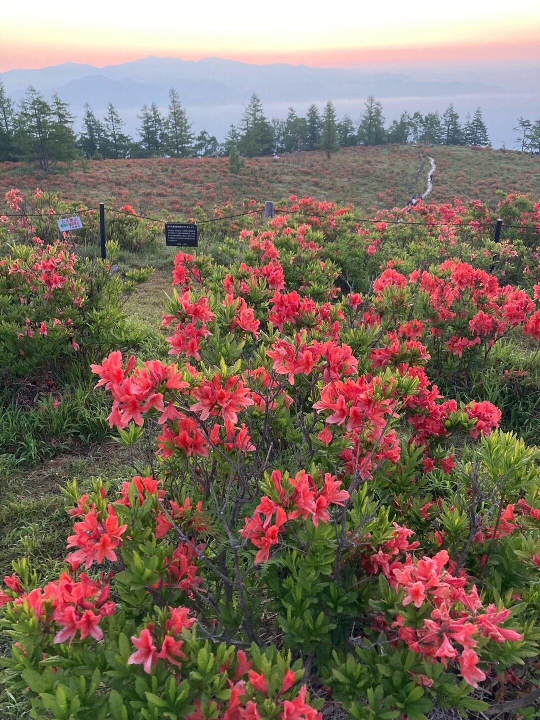 朝日に輝くレンゲツツジ 甘利山－千頭星山 / pagdoggyさんの鳳凰山・地蔵岳・観音岳・薬師岳の活動データ | YAMAP / ヤマップ