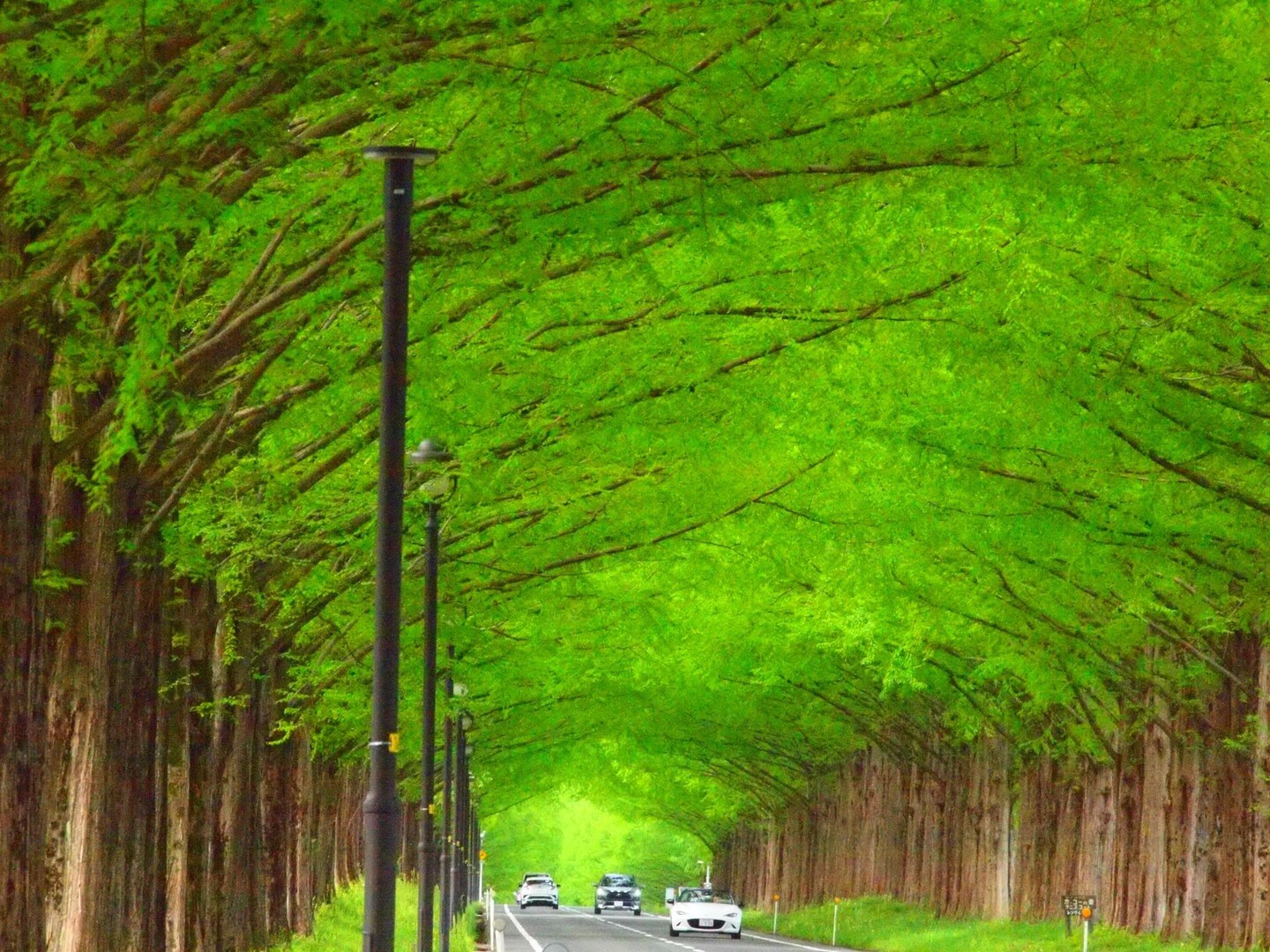 滋賀県マキノ メタセコイア並木 htt... / miniさんのモーメント | YAMAP / ヤマップ