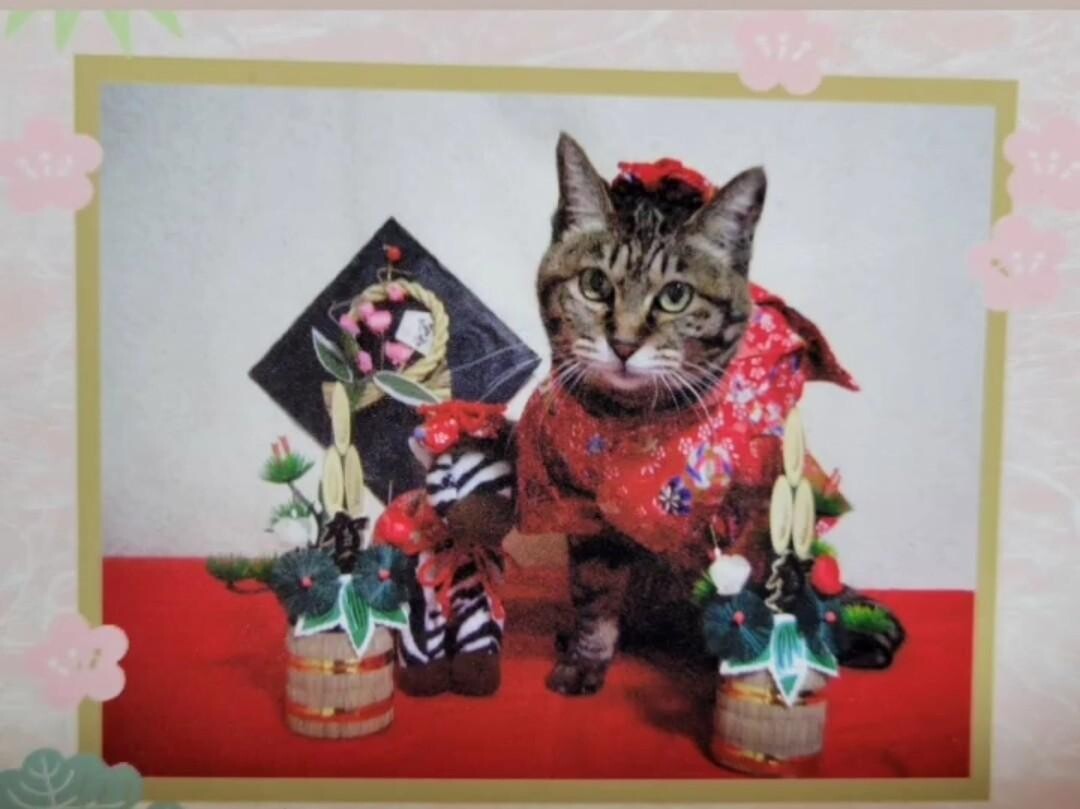 今日は、とら子さんの命日。 2015年1... / ＊ゆずとら＊さんのモーメント | YAMAP / ヤマップ