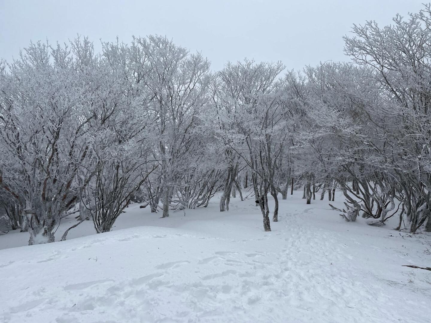 三峰山 / T1333さんの三峰山・学能堂山・栗ノ木岳の活動データ | YAMAP / ヤマップ