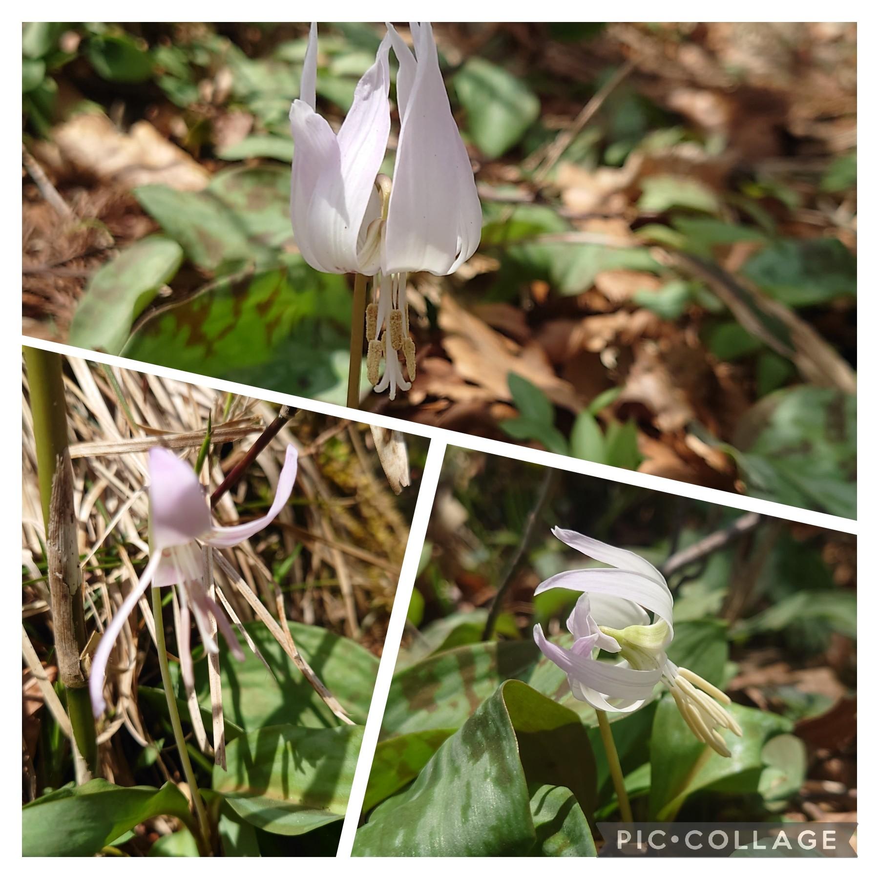 リベンジ💪カタクリロード🌿🤍🩷💜🌿 / Bobにゃんさんの毛無山の活動データ | YAMAP / ヤマップ
