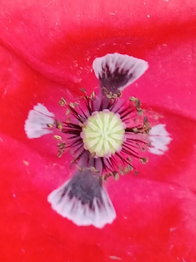 ヒナゲシ💠 花言葉は「心の平穏」「いた... / hiroさんのモーメント | YAMAP / ヤマップ