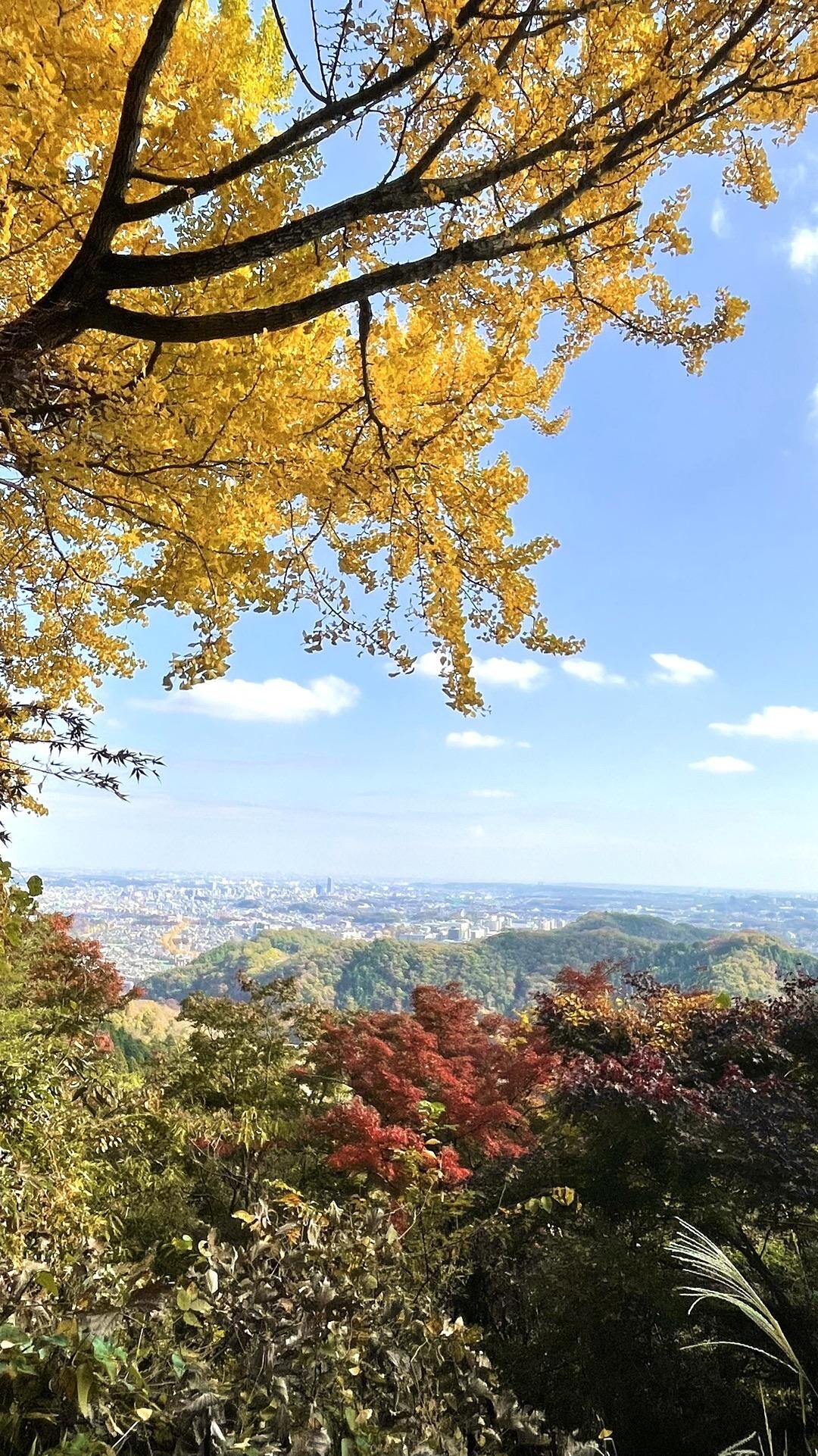 高尾山(高尾山口駅往復) - 2022紅葉シーズン / やさいさんの高尾山・陣馬山・景信山の活動データ | YAMAP / ヤマップ