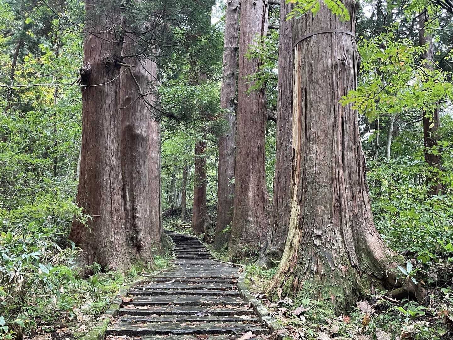 羽黒山3往復マン / muuさんの羽黒山の活動データ | YAMAP / ヤマップ