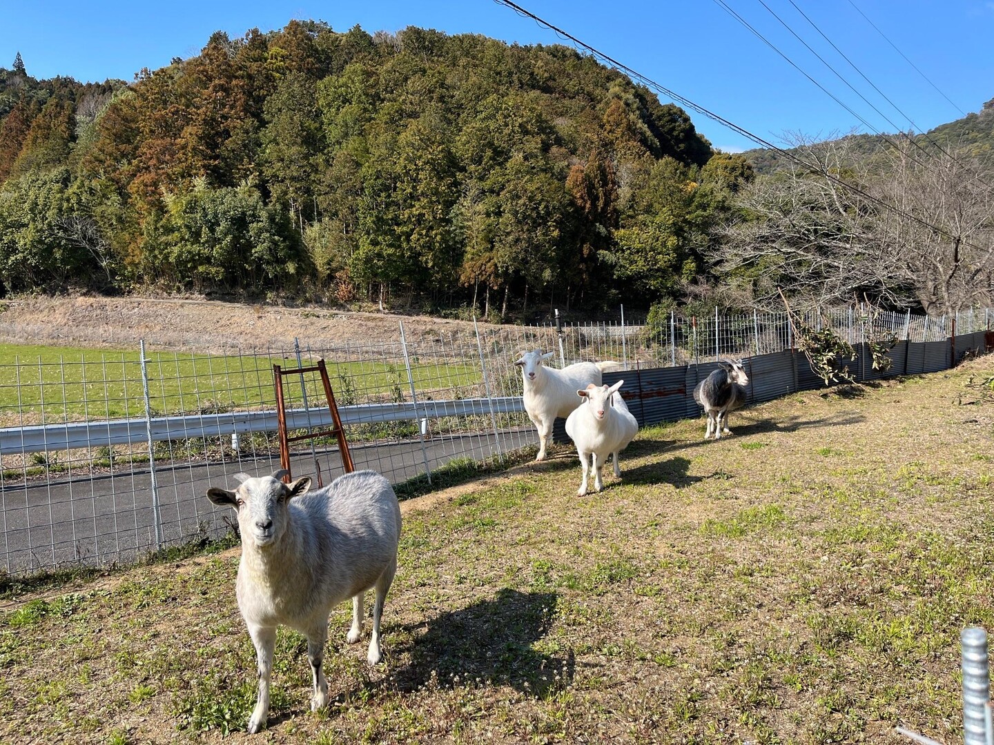 白山⛰️ の近くを通過しました / SHINさんの大分市の活動データ | YAMAP / ヤマップ