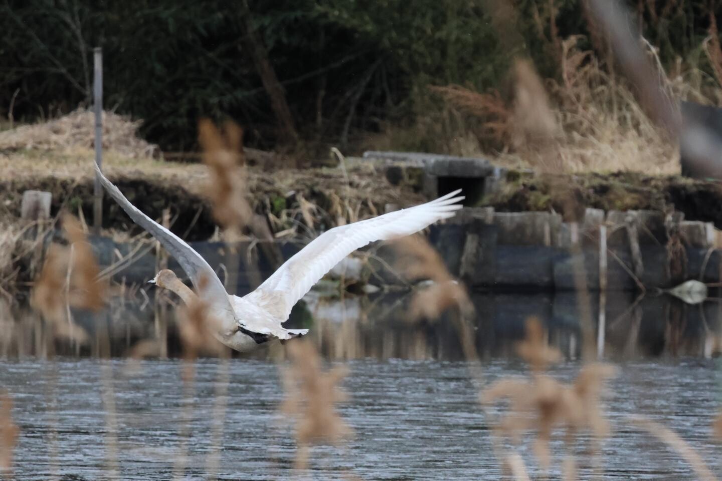くじゅう山麓に白鳥がやってきた！ / miippさんの九重山（久住山）・大船山・星生山の活動データ | YAMAP / ヤマップ