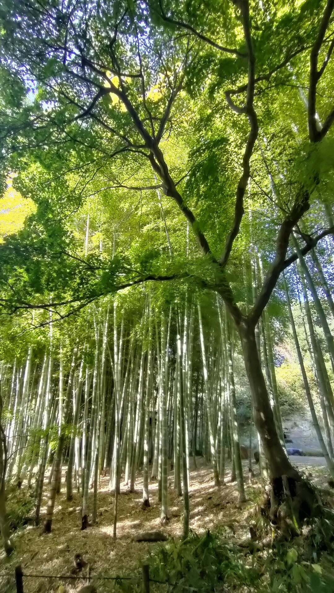 竹林2 / GIさんのモーメント | YAMAP / ヤマップ