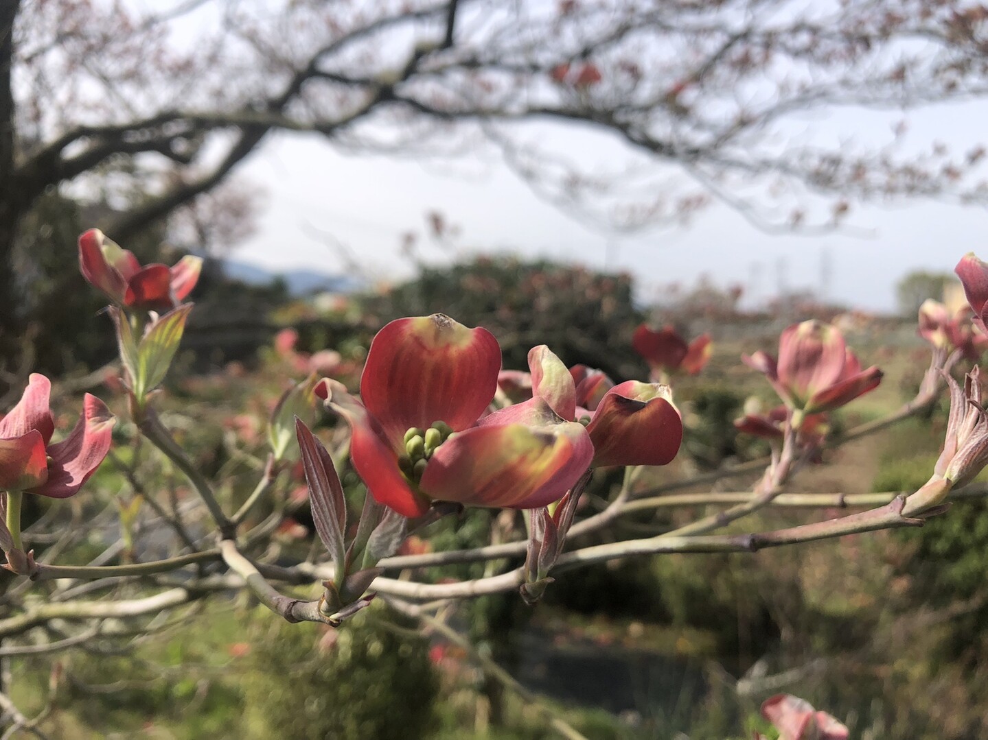 お家のハナミズキが見頃です🌺 毎春、椿... / Naluさんのモーメント | YAMAP / ヤマップ