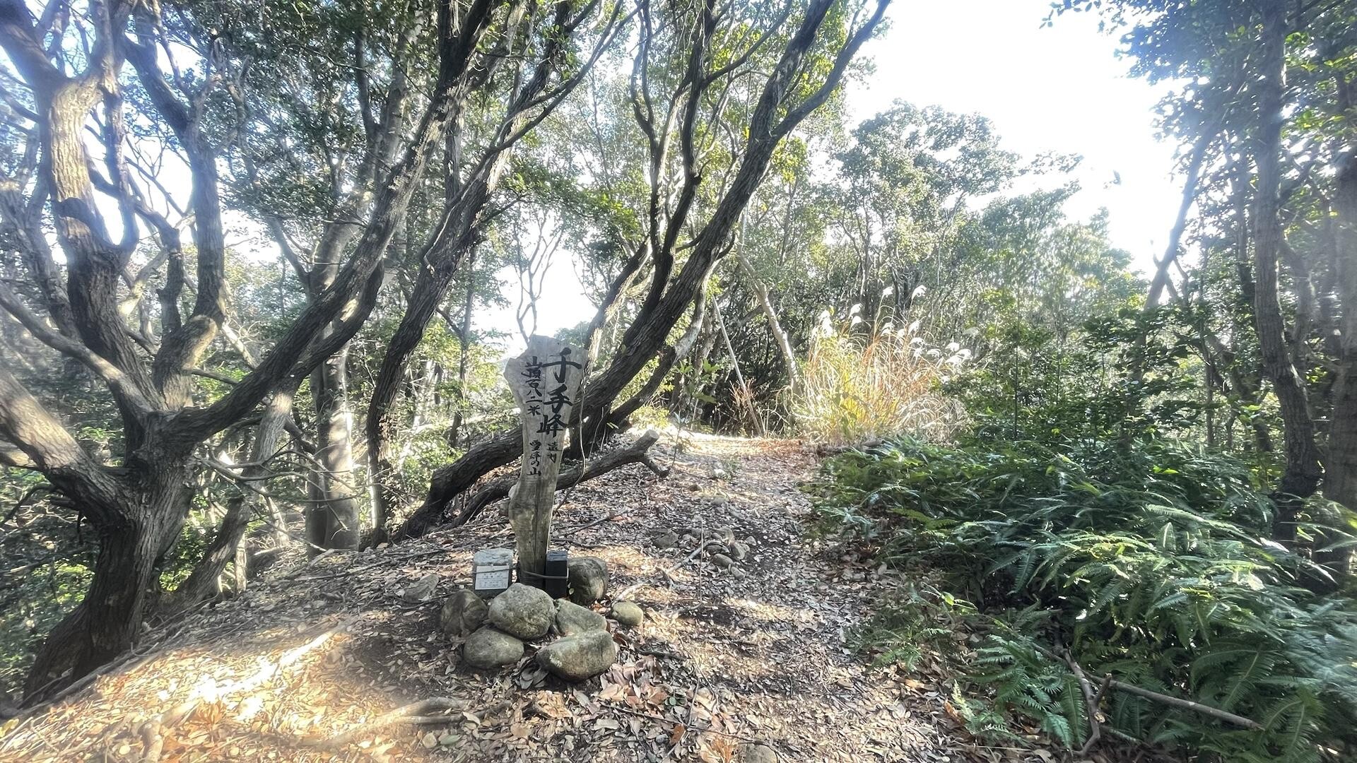 明けで寄り道サクッと ︎ 千手峰 / aya*neさんの小笠山の活動データ | YAMAP / ヤマップ