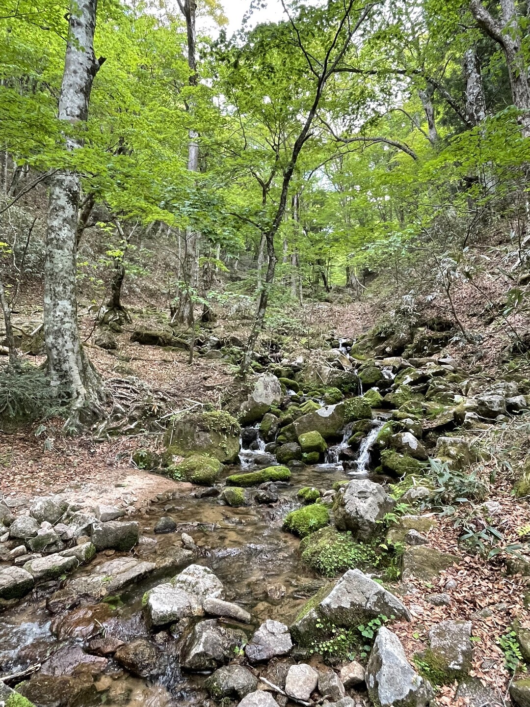 沖ノ山、若杉原生林 / kazuomoさんの後山・船木山・駒の尾山の活動データ | YAMAP / ヤマップ