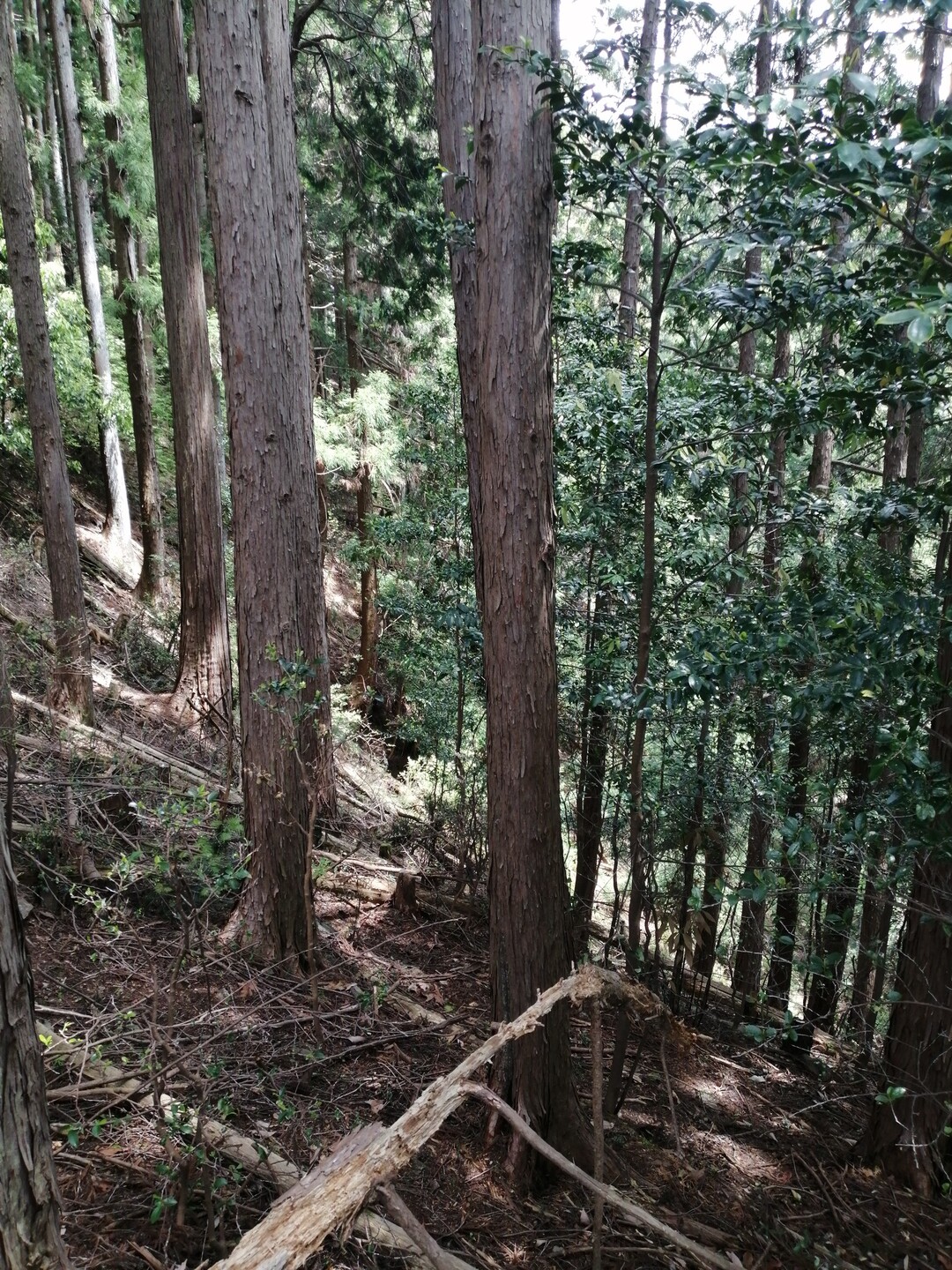 Ryoさんの投稿したフィールドメモ | YAMAP / ヤマップ