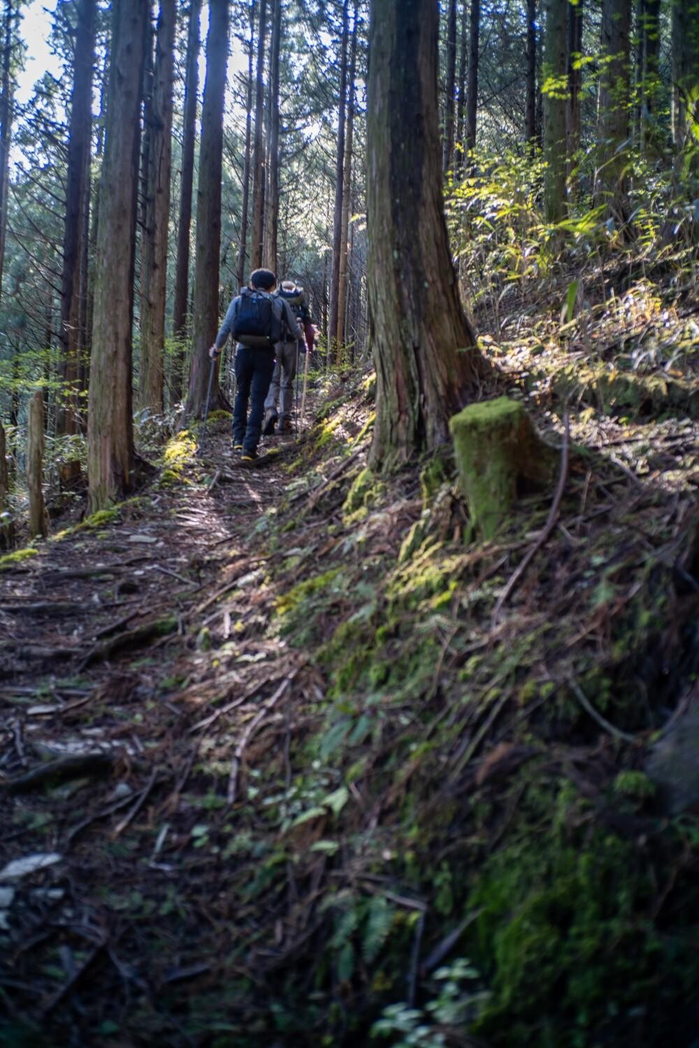 石鎚山じゃない方の縦走 / 四玄-SIGEN fpさんの筒上山・手箱山の活動データ | YAMAP / ヤマップ