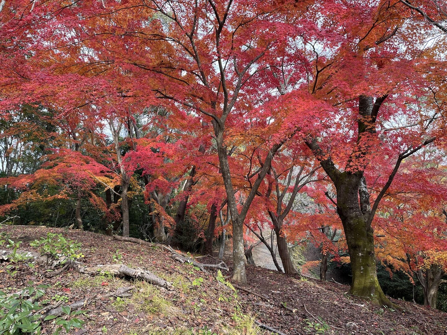 清水山・清水山(丸山)・古僧都山・女山 / big treeさんの清水山・丸山・古僧都山の活動データ | YAMAP / ヤマップ