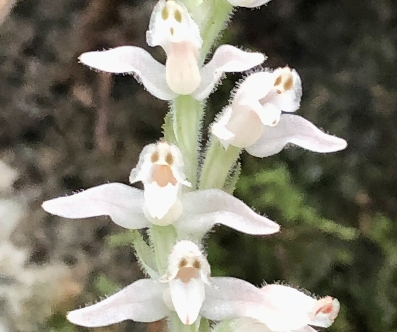 今年も見頃迎えてますが、何故か、年々減っ... / kazuyaさんのモーメント | YAMAP / ヤマップ