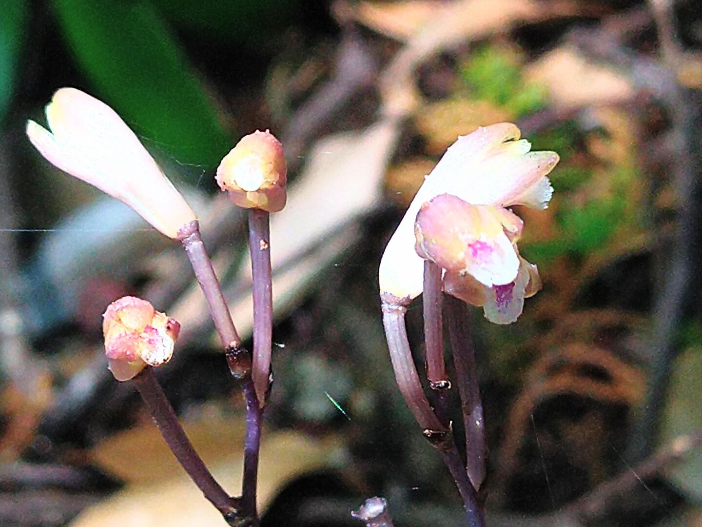 レポで紹介されていた「ウスギムヨウラン」... / totoさんのモーメント | YAMAP / ヤマップ