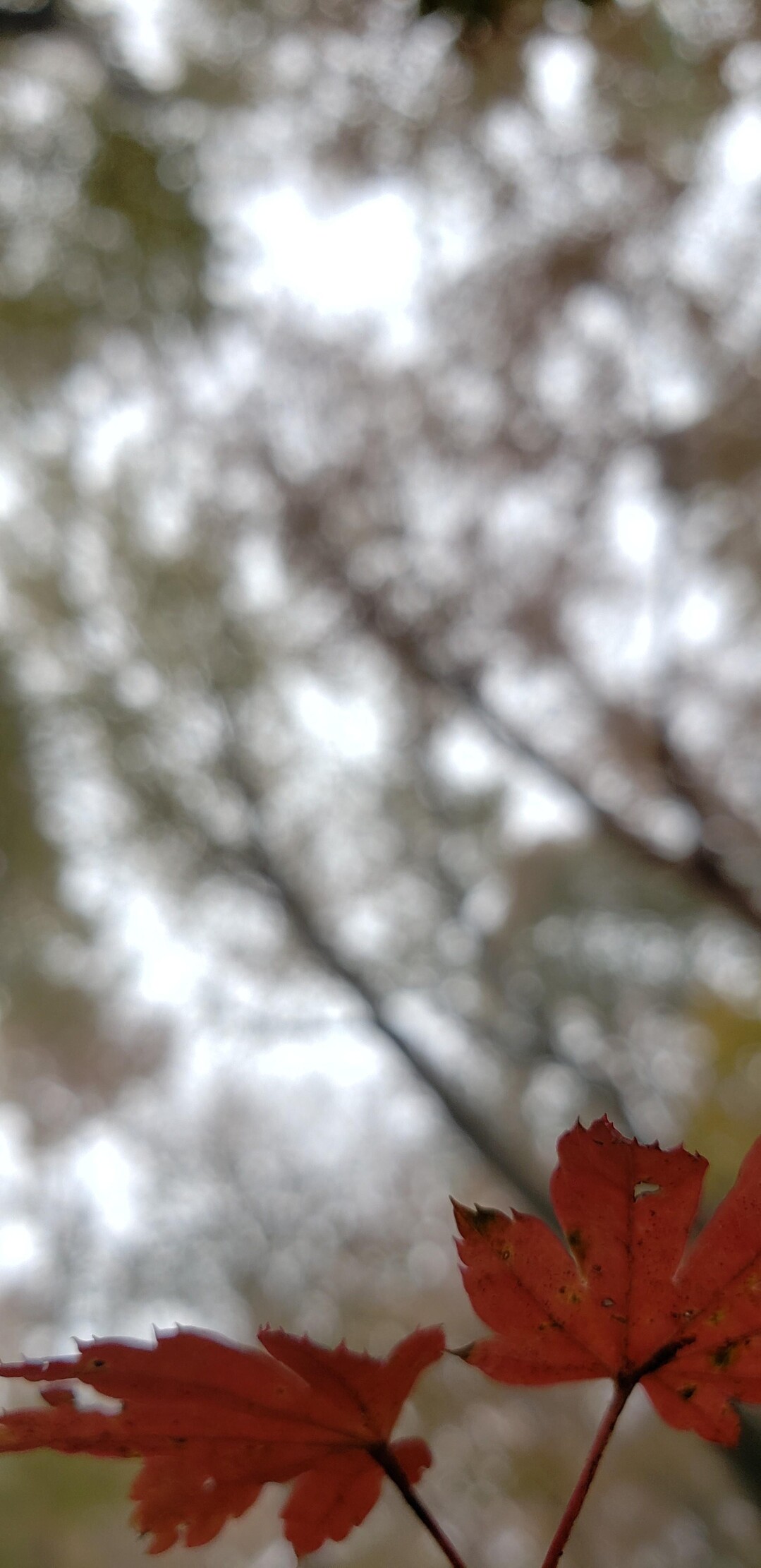 スマホ・・・ ストレージ不足で・・・ ... / Chi-chanさんのモーメント | YAMAP / ヤマップ