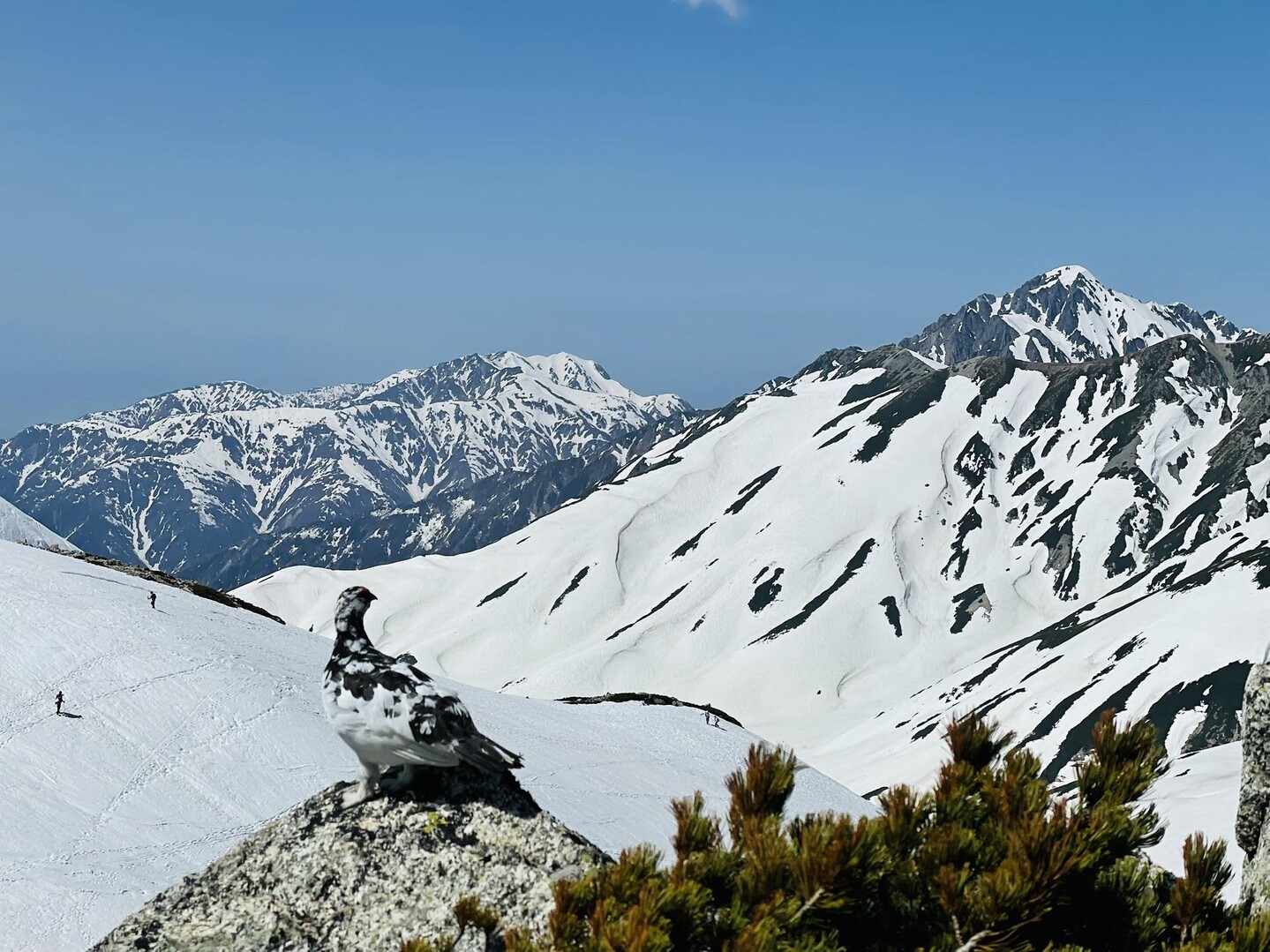 立山テント泊 Day2,3 奥大日岳・龍王岳・浄土山 / はっちゃんさんの立山・雄山・浄土山の活動データ | YAMAP / ヤマップ
