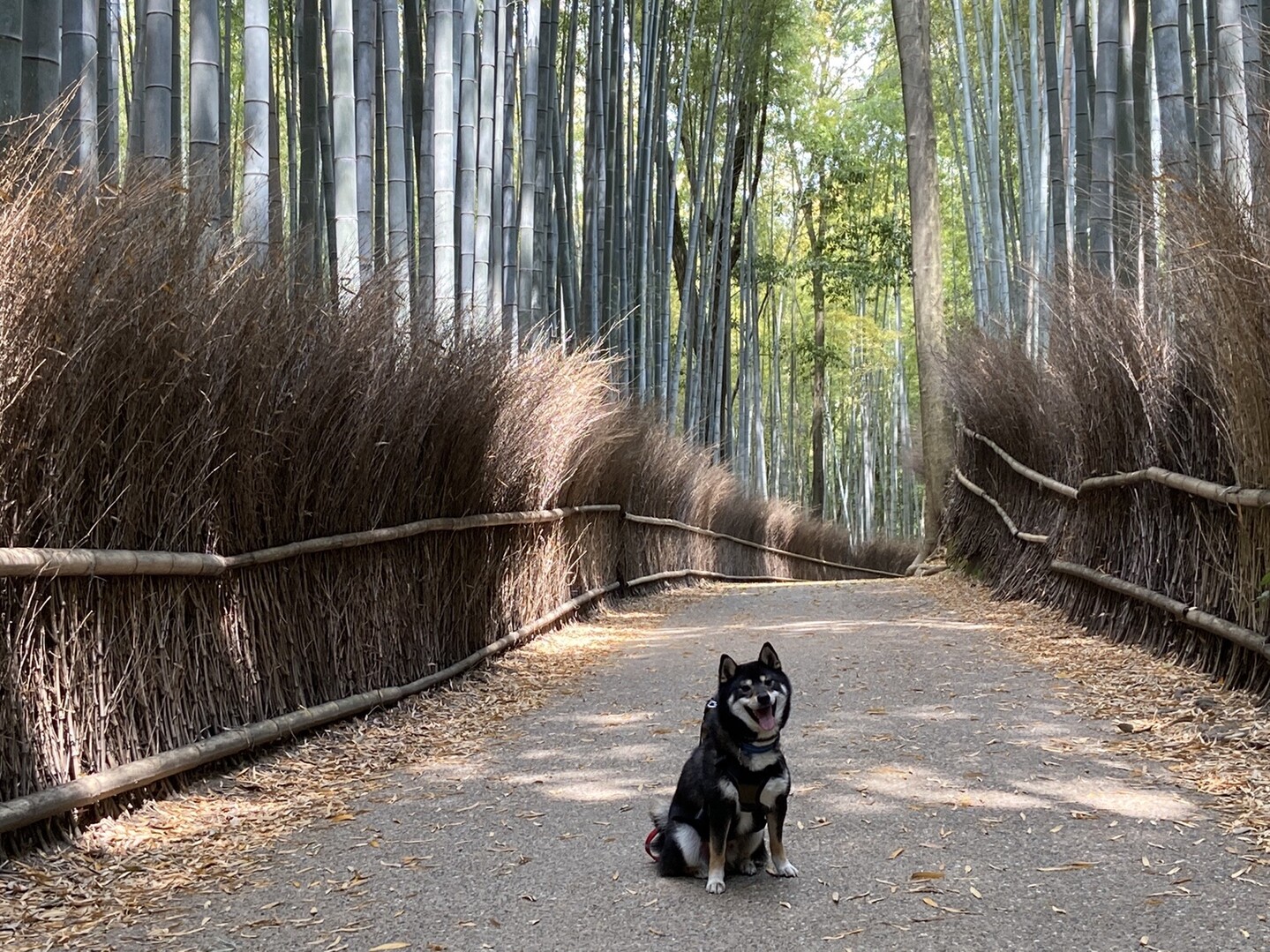 この景色 信じられない 独り占め / Corchanさんの愛宕山・三頭山・朝日峯の活動データ | YAMAP / ヤマップ