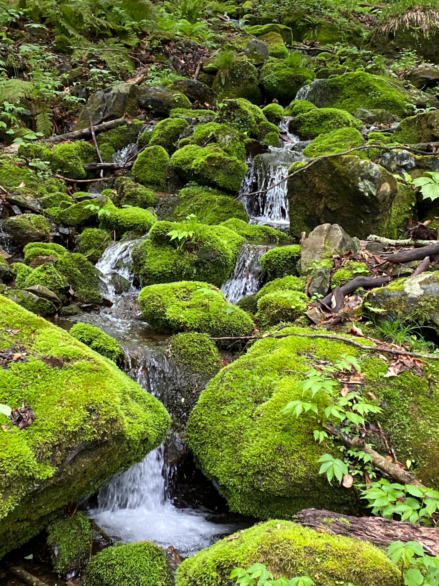 大嵐山 / ryuさんの大嵐山・湯ノ倉山の活動データ | YAMAP / ヤマップ