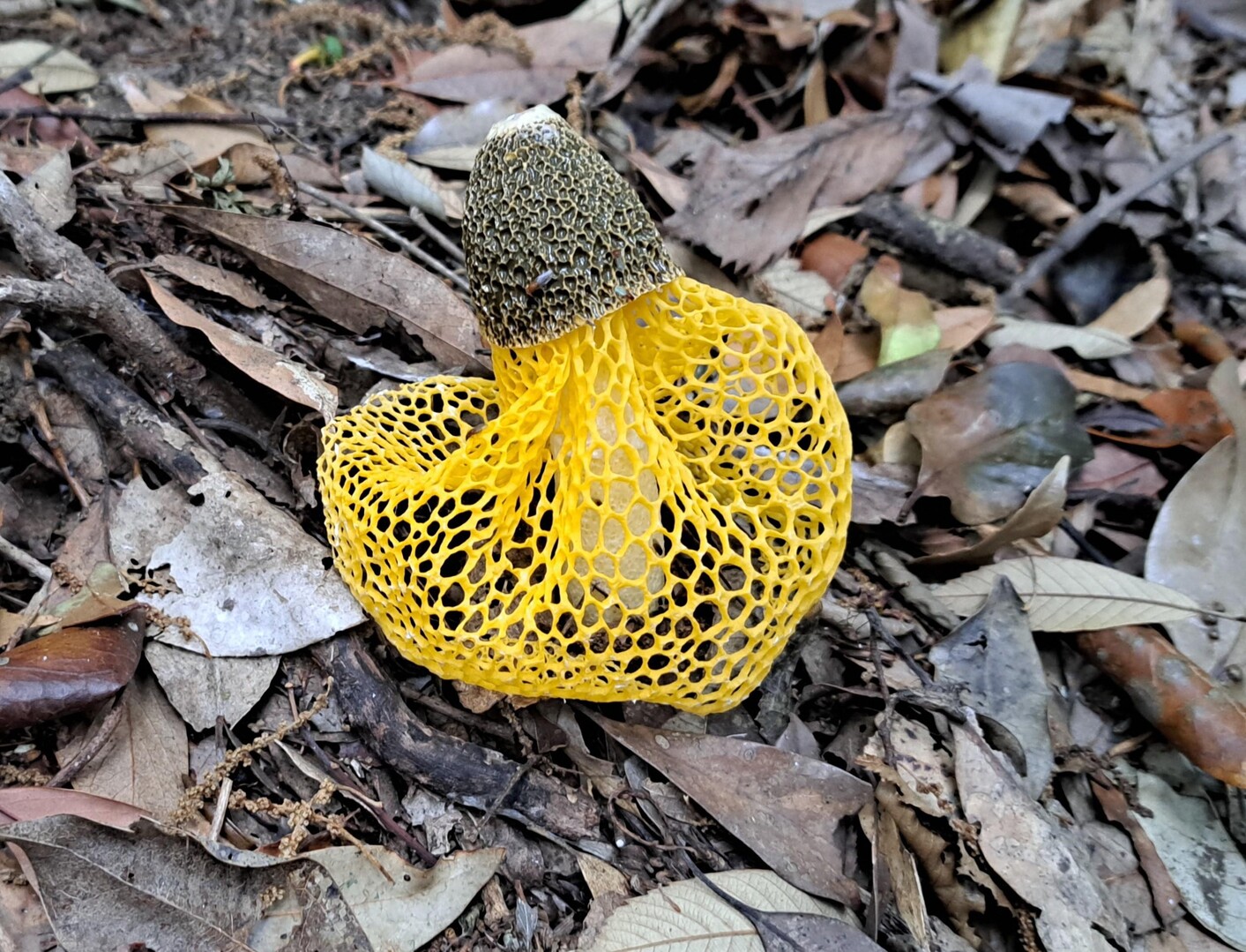 城山 / Mr.OHOさんの湯川山・城山・孔大寺山の活動データ | YAMAP / ヤマップ
