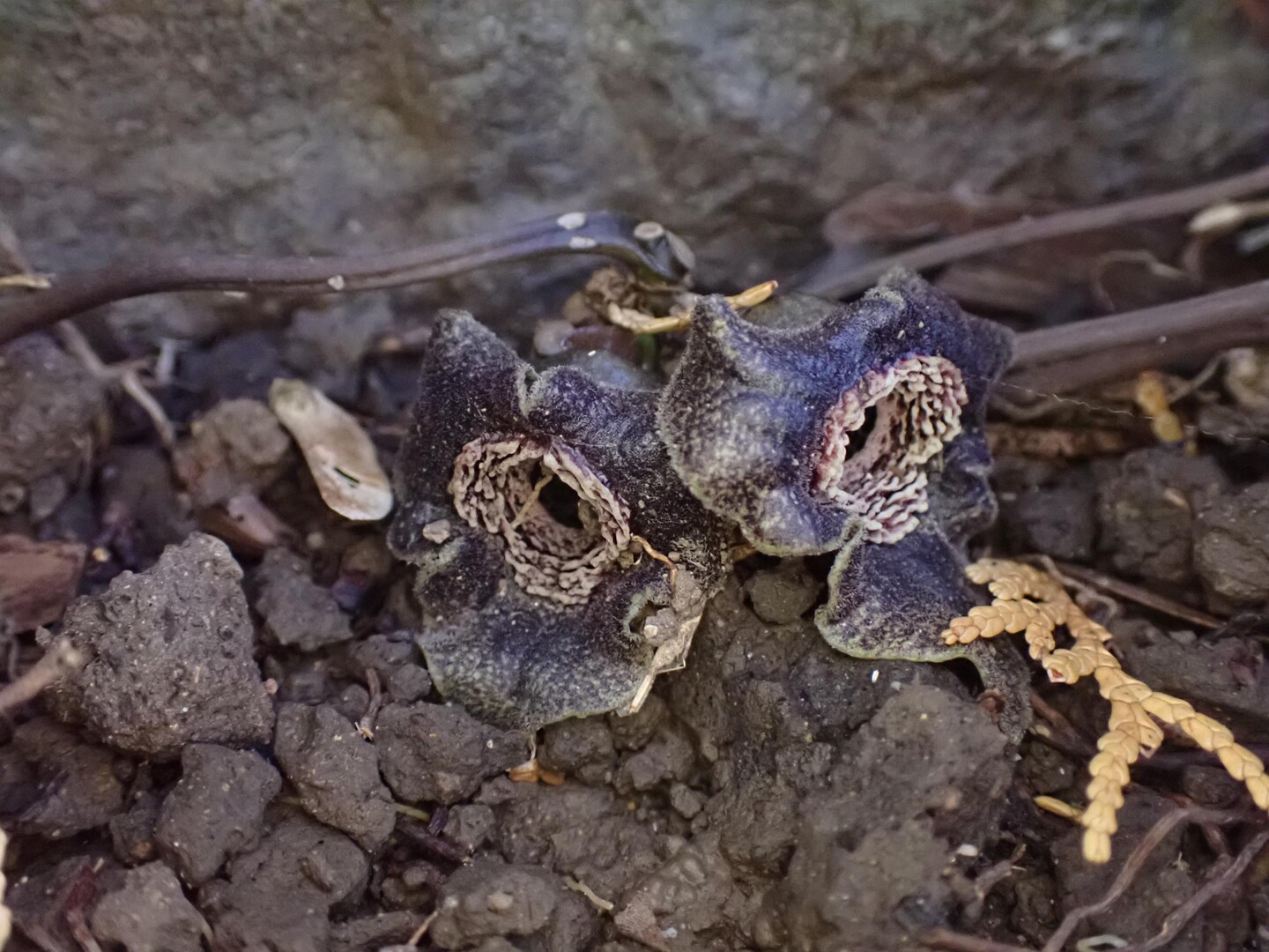 円蔵院にカギガタアオイを見に / yudoburiさんの思親山・三石山の活動データ | YAMAP / ヤマップ