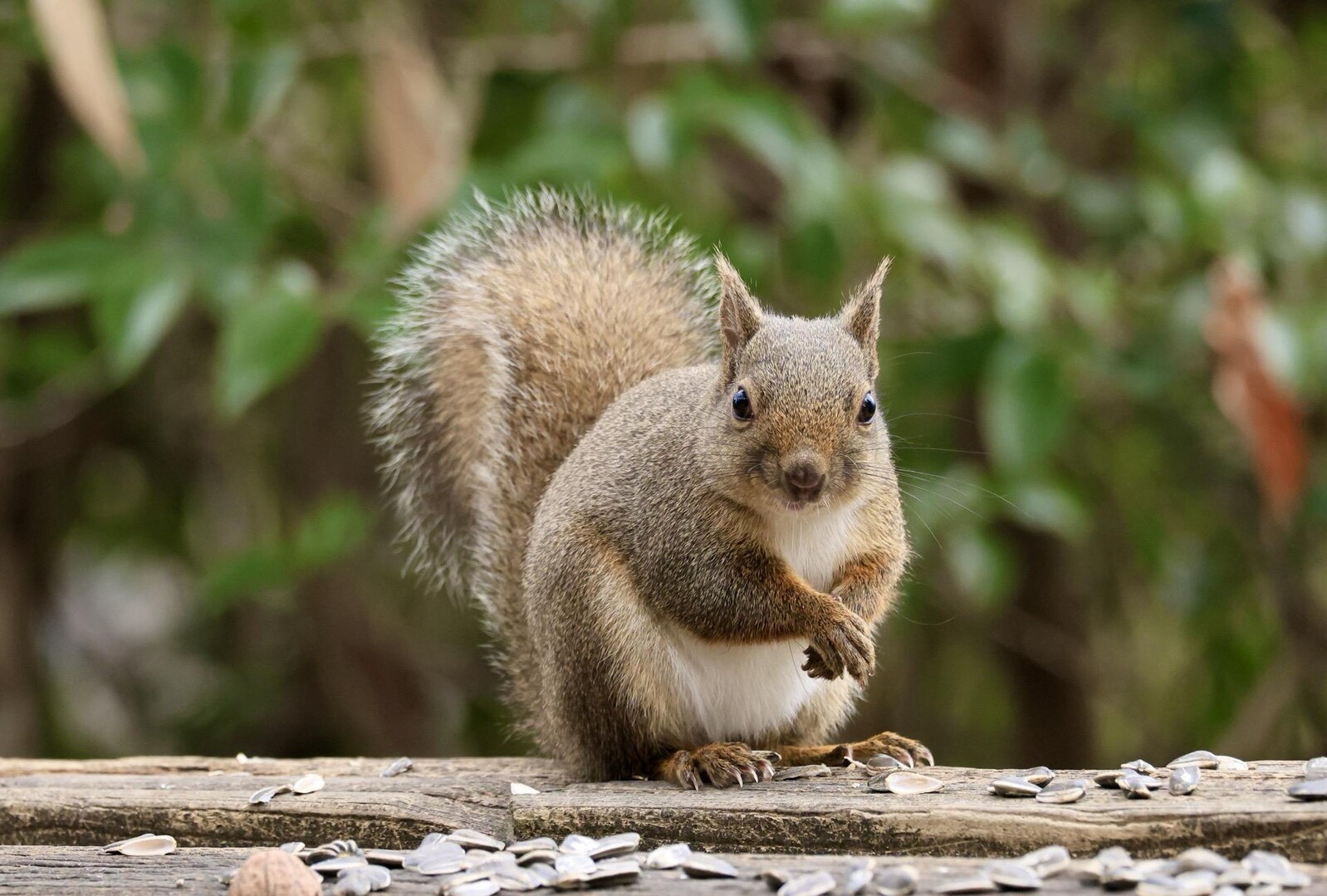 二上山 30 / Kouさんの金剛山・二上山・大和葛城山の活動データ | YAMAP / ヤマップ