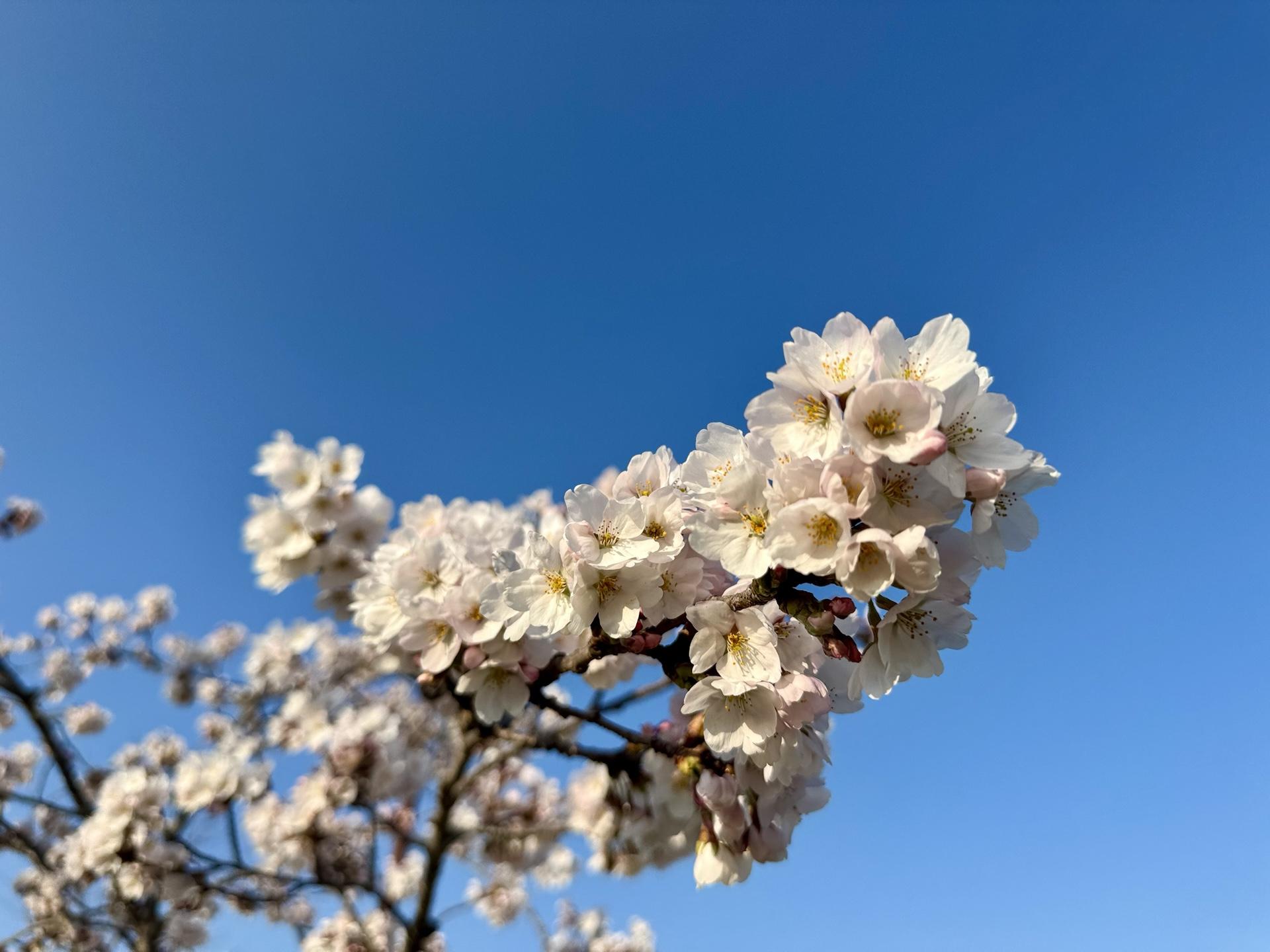 散歩🌸 / Shin5さんのモーメント | YAMAP / ヤマップ