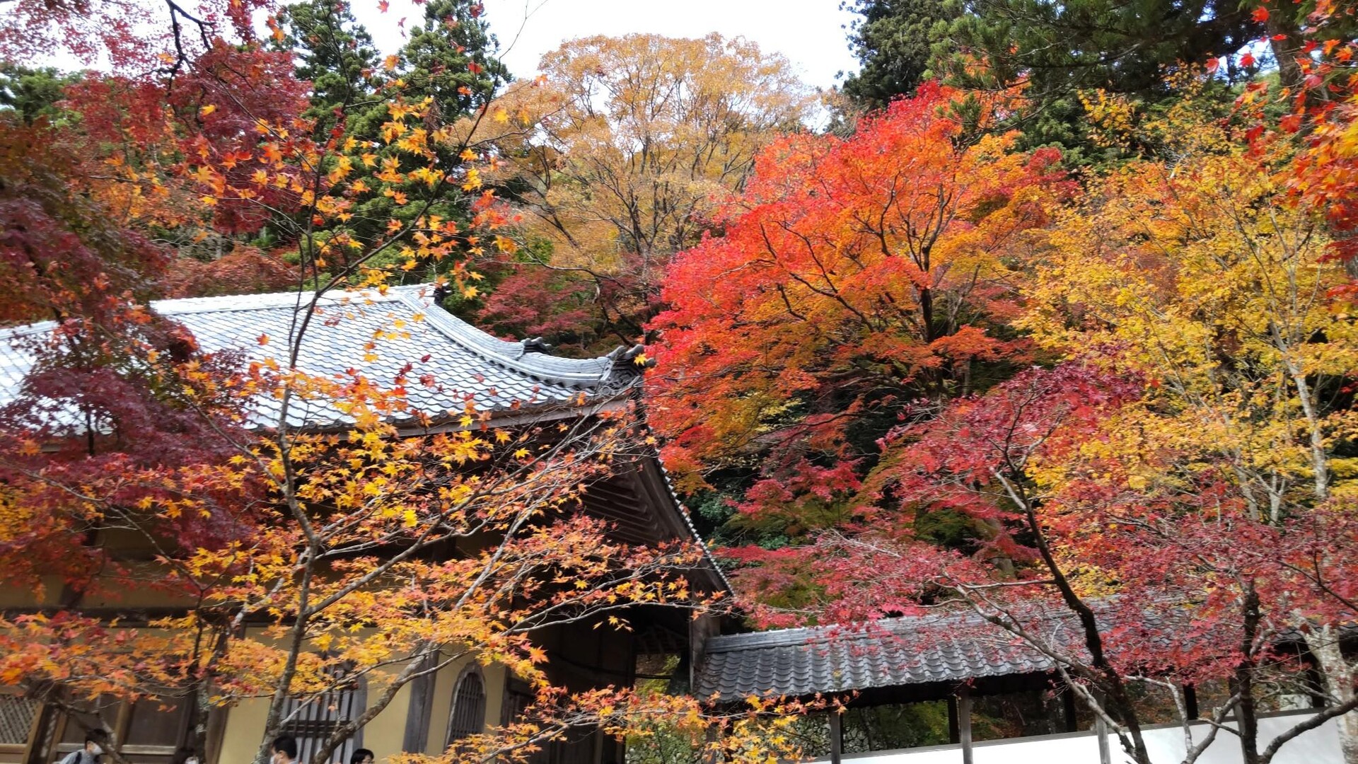 永源寺 もみじ狩り 2022-11-20 / wakki41さんのウォーキングの活動データ | YAMAP / ヤマップ