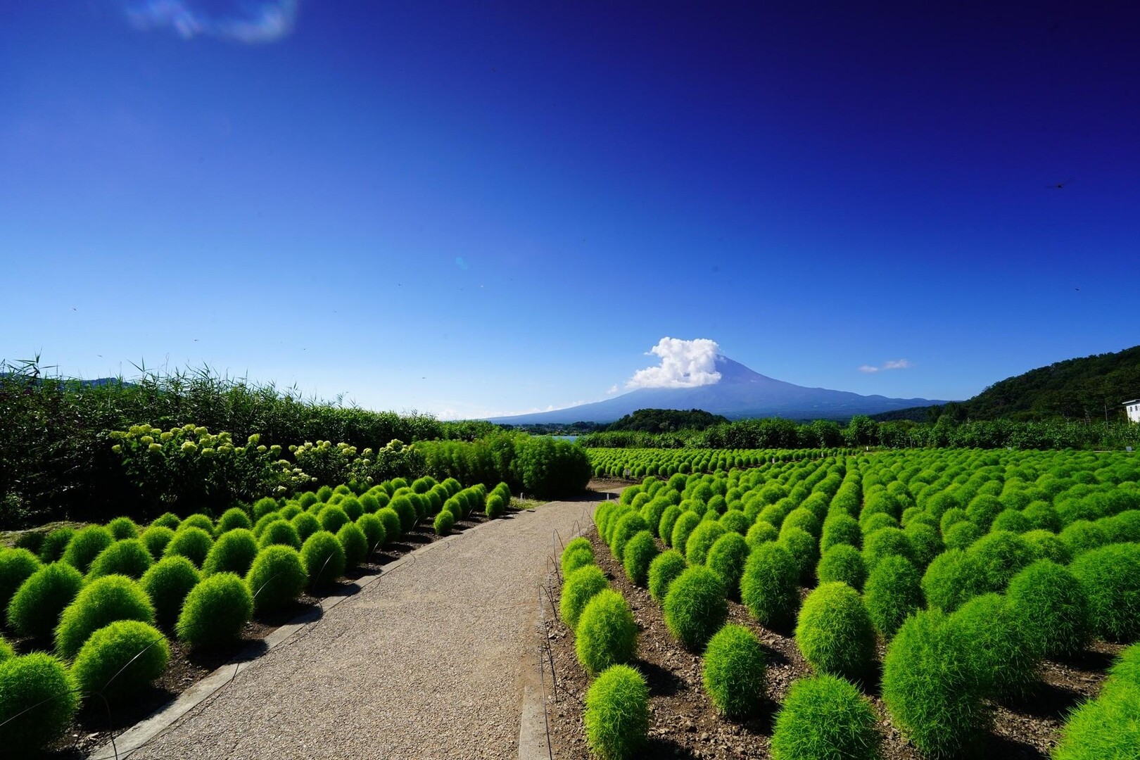 河口湖大石公園と天下茶屋 コキアの緑がと... / uchidamaさんのモーメント | YAMAP / ヤマップ