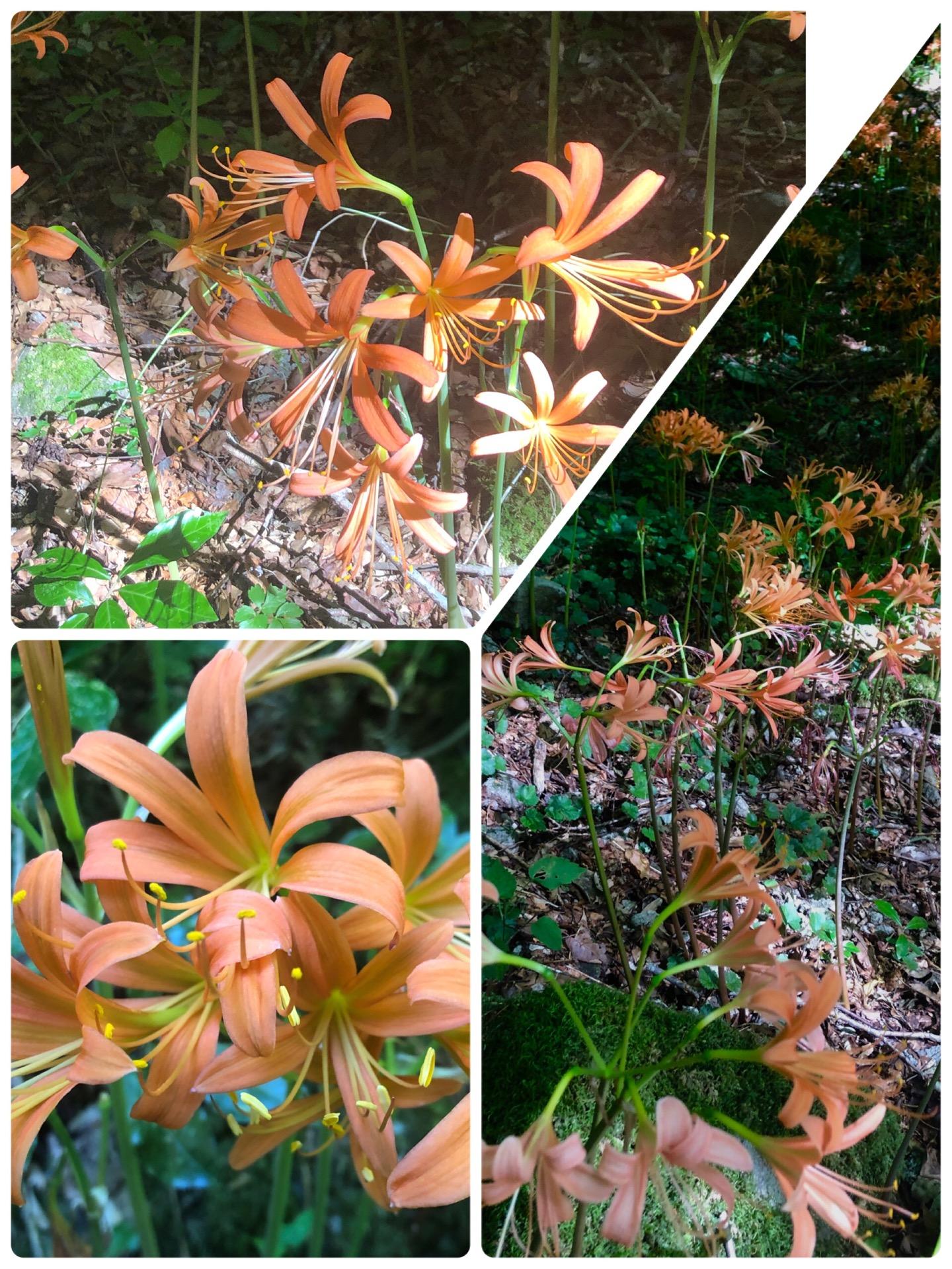 '25-No.103 御前岳(権現岳) / トカロさんの釈迦岳・御前岳の活動データ | YAMAP / ヤマップ