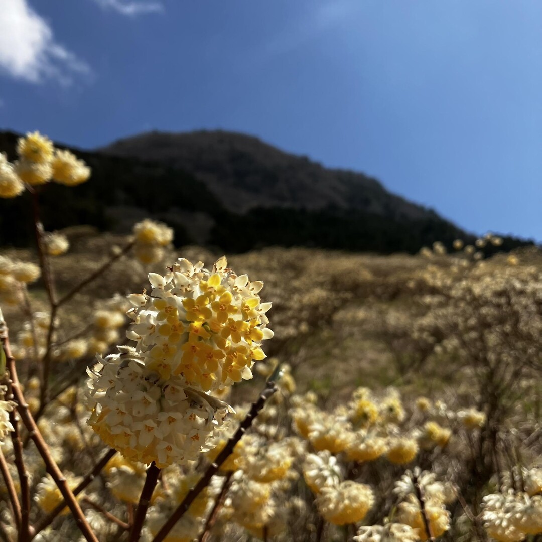 ミツマタ群生地へ 少々終わりかけでしたが... / こぱんさんのモーメント | YAMAP / ヤマップ