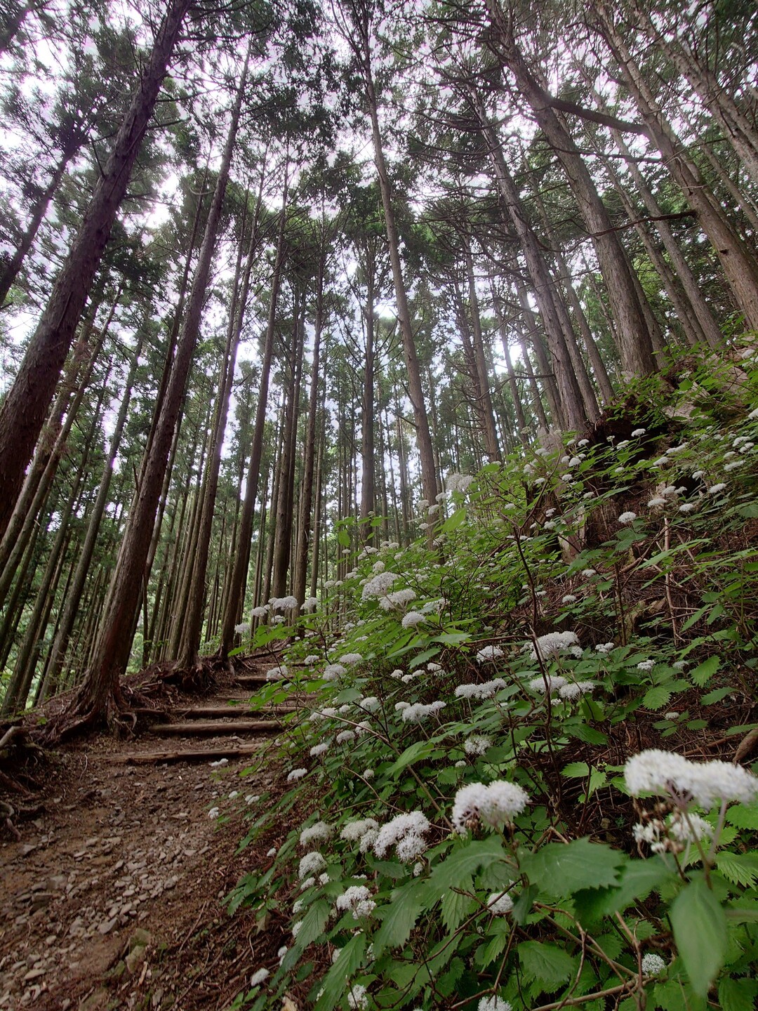 2秋葉山 / Terryさんの秋葉山の活動データ | YAMAP / ヤマップ