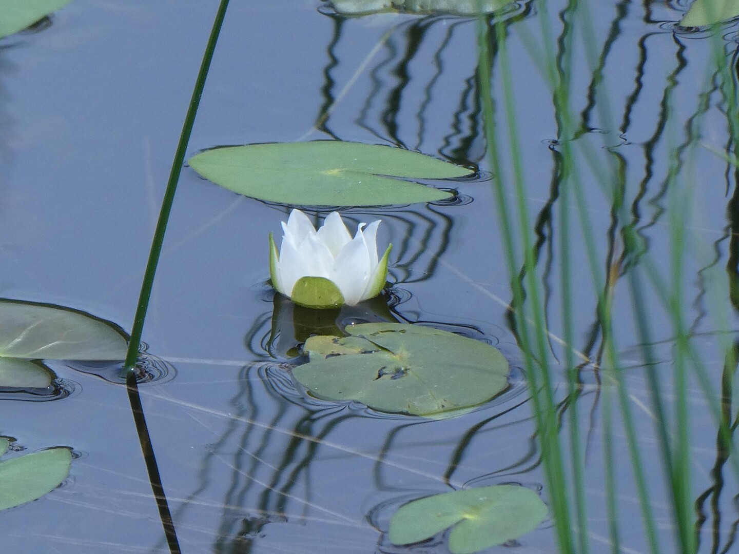 浮島湿原 / noriGさんの天塩岳の活動データ | YAMAP / ヤマップ