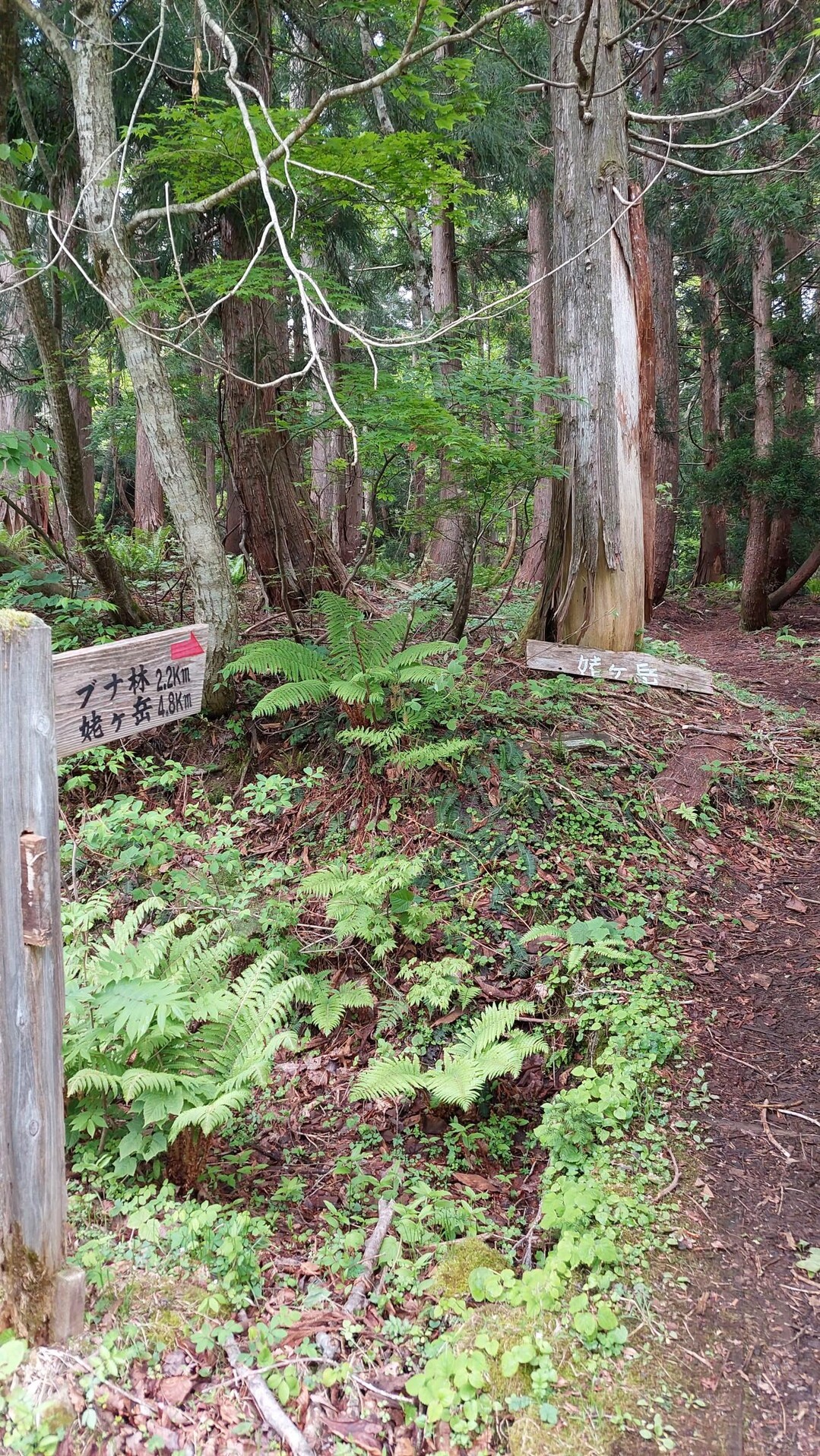 1day姥ケ岳 / noboruさんの登山の活動データ | YAMAP / ヤマップ