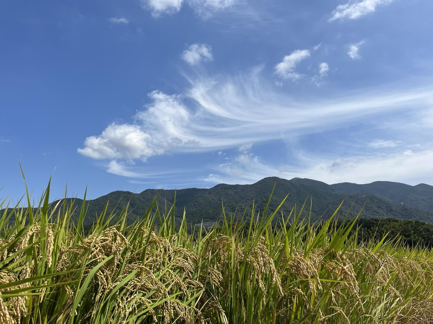 週末は稲刈りの手伝いしてました😊 ⛰️... / トシさんのモーメント | YAMAP / ヤマップ