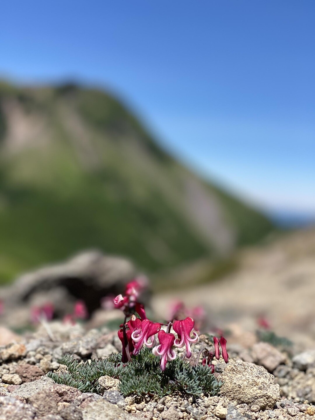『前白根山』clean hike！ / outlawさんの日光白根山・五色山・錫ヶ岳の活動データ | YAMAP / ヤマップ