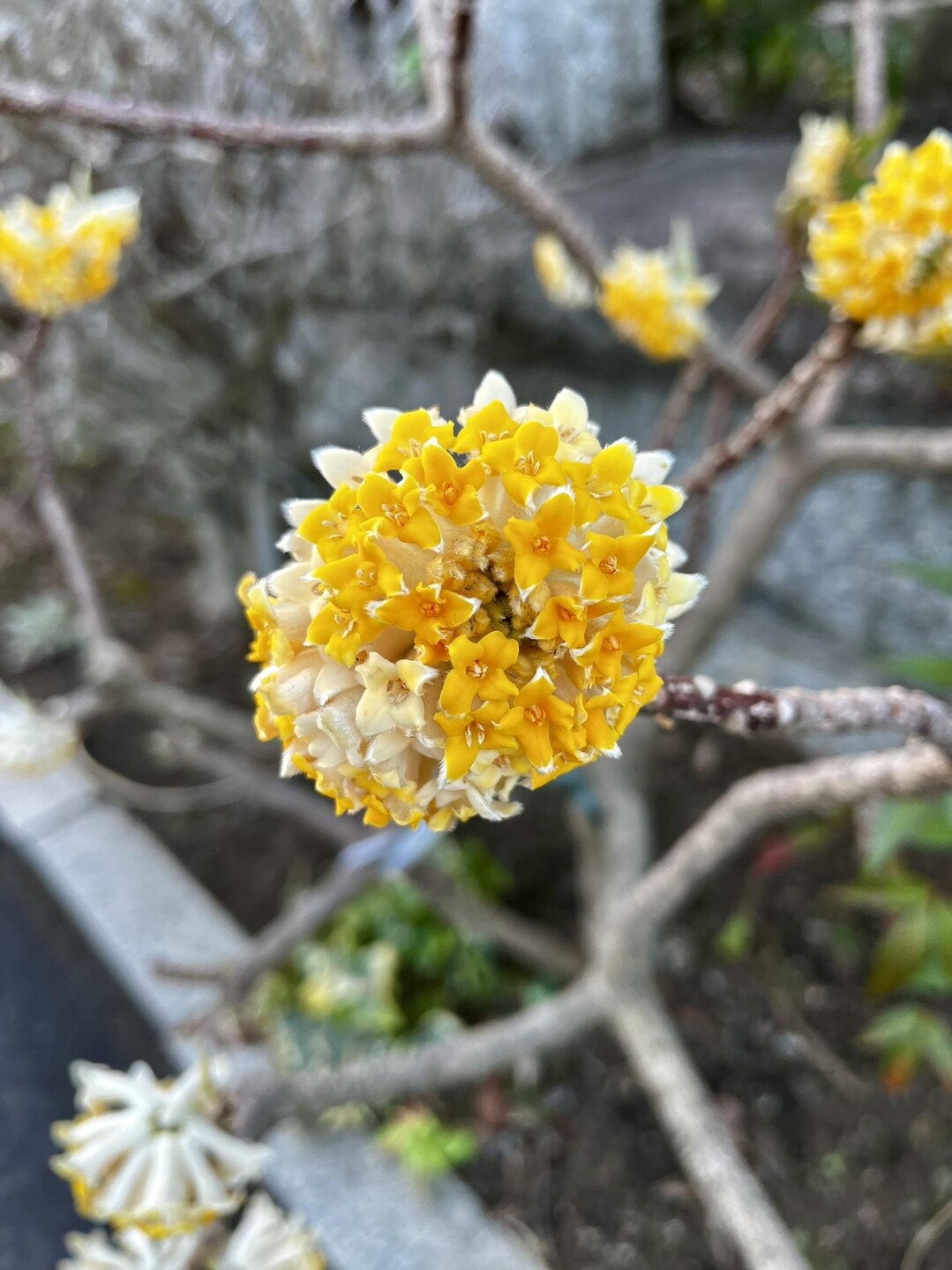 もうすぐ春ですね🌸 通勤中に見かける... / higegomaruさんのモーメント | YAMAP / ヤマップ