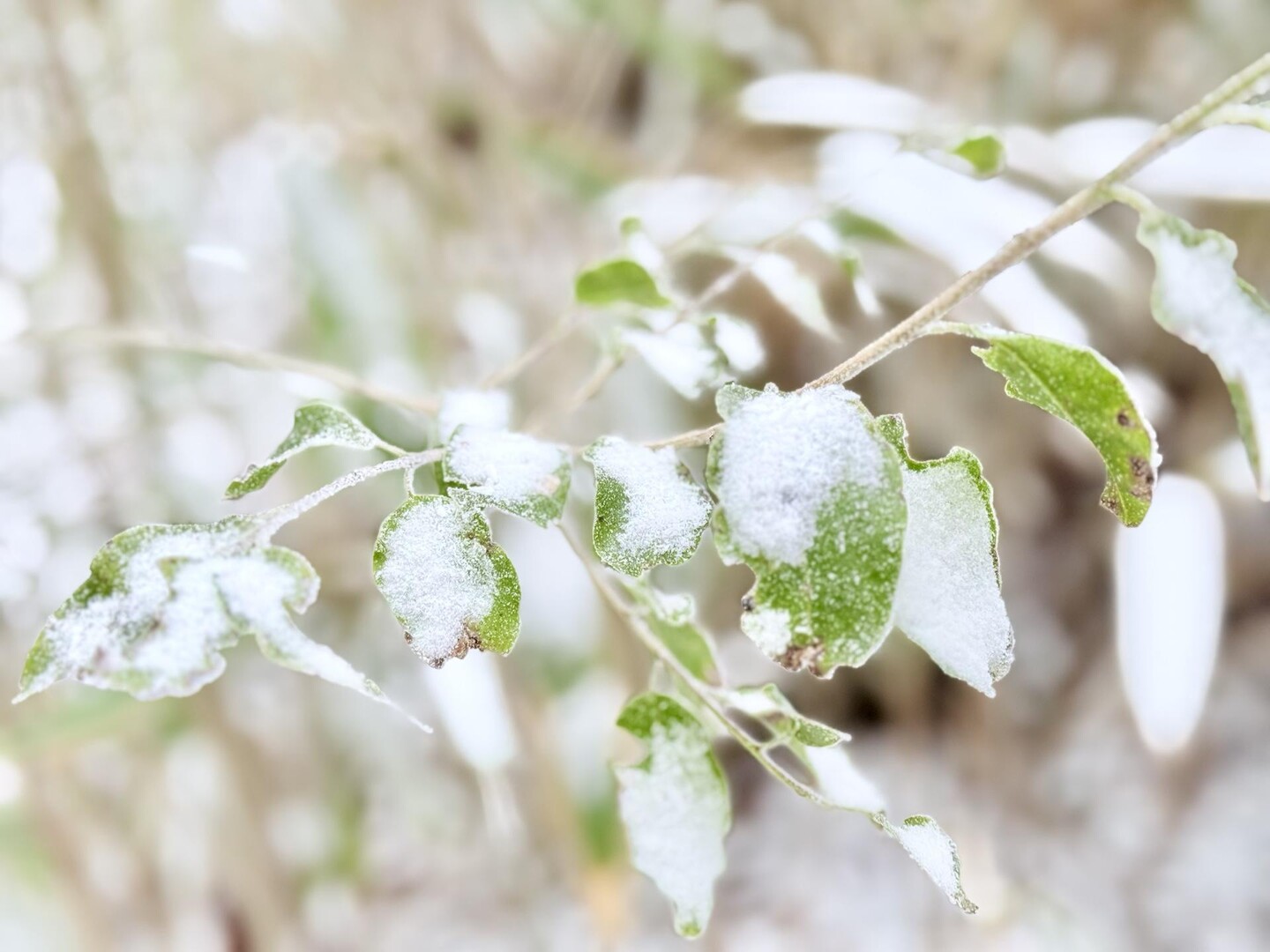 金剛山（寺谷⤴️千早本道⤵️） / sakiさんの金剛山・二上山・大和葛城山の活動データ | YAMAP / ヤマップ