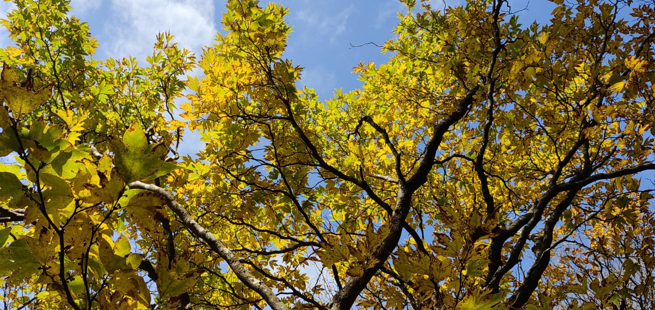 綿向山 / itimiさんの綿向山の活動データ | YAMAP / ヤマップ