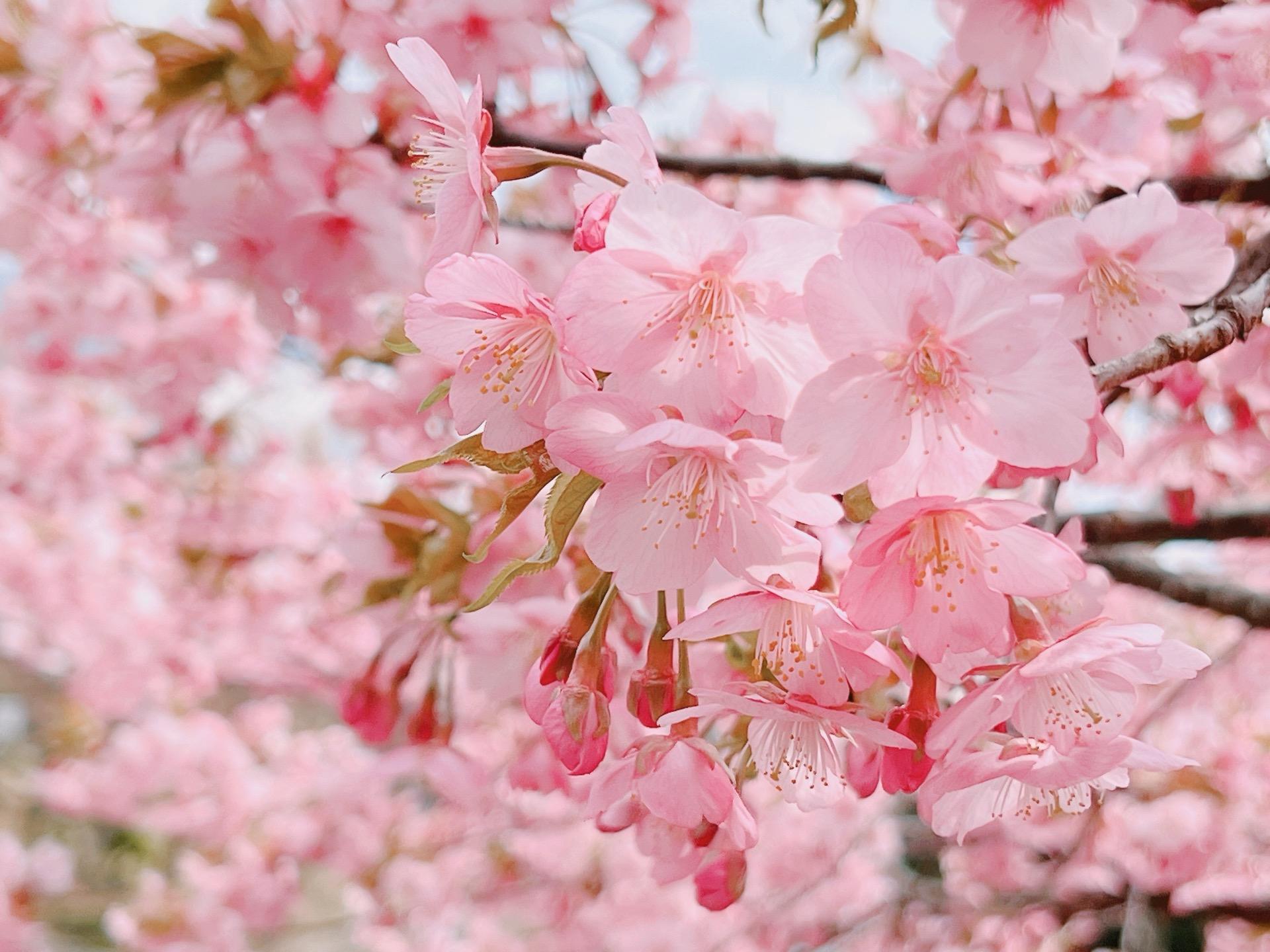 鹽竈神社 河津桜🌸 / papiさんのモーメント | YAMAP / ヤマップ