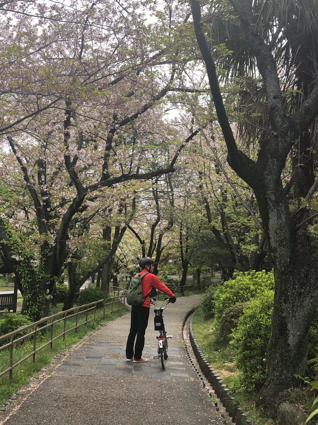 刈谷 亀城公園 サイクリング-2020-04-12 / katomisoさんの知多半島（任坊山・本宮山・鍋山）の活動データ | YAMAP / ヤマップ