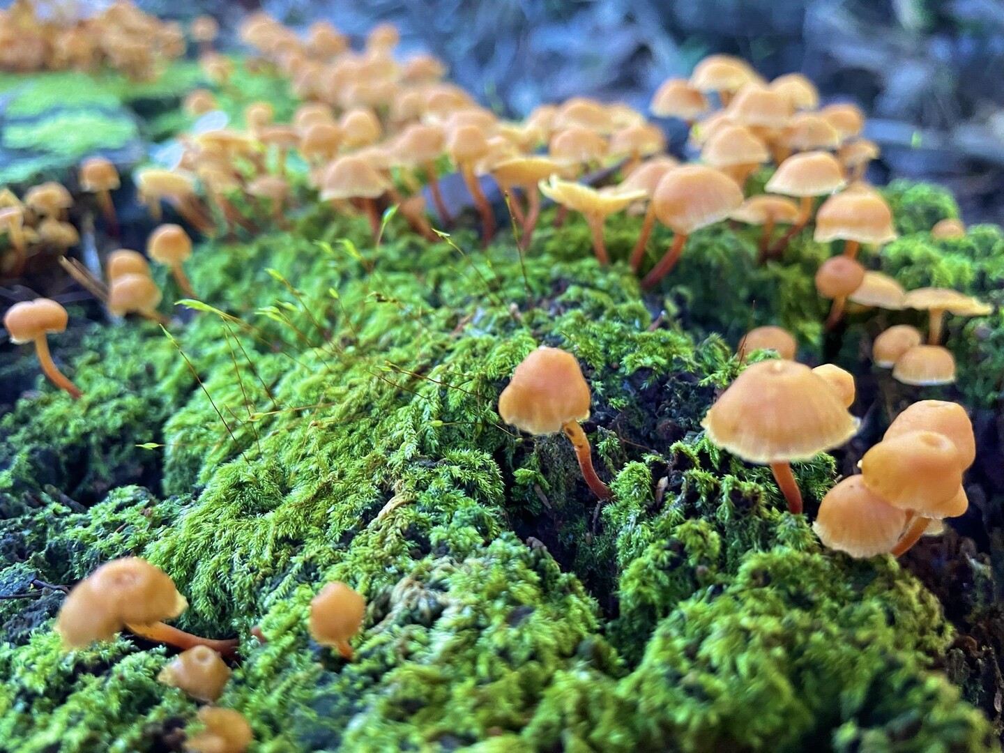 岩殿山 / Yossyさんの倉岳山・高畑山・九鬼山の活動データ | YAMAP / ヤマップ