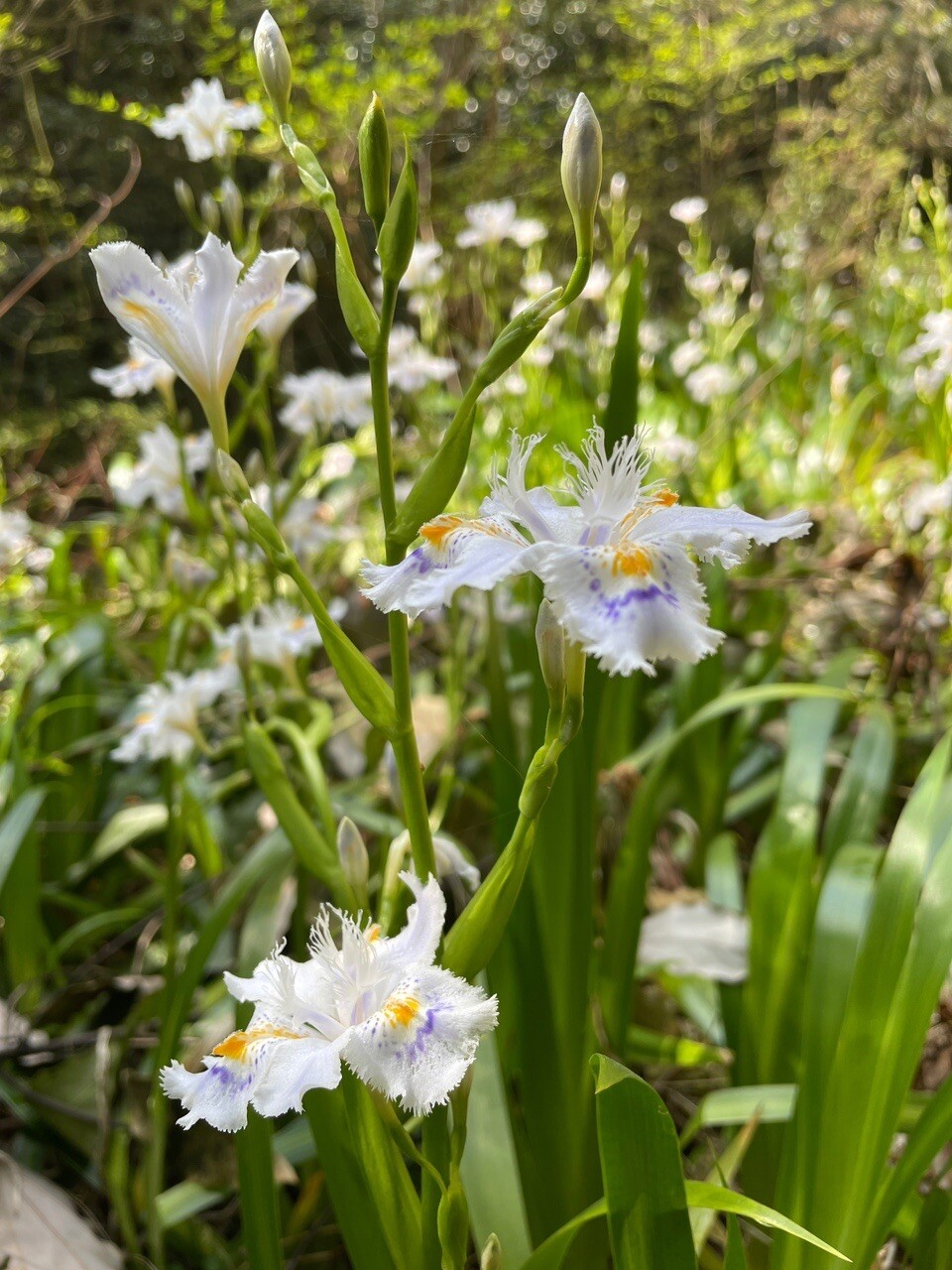 UTANさんの投稿したフィールドメモ | YAMAP / ヤマップ