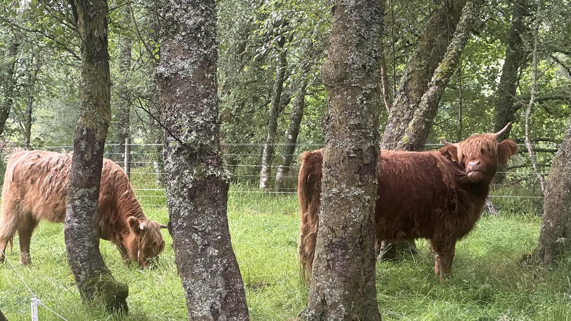 West Highland Way DAY-3 Inverarnan → Bridge of Orchy 2025-07-21 / あきのんさんのハイキングの活動データ | YAMAP / ヤマップ