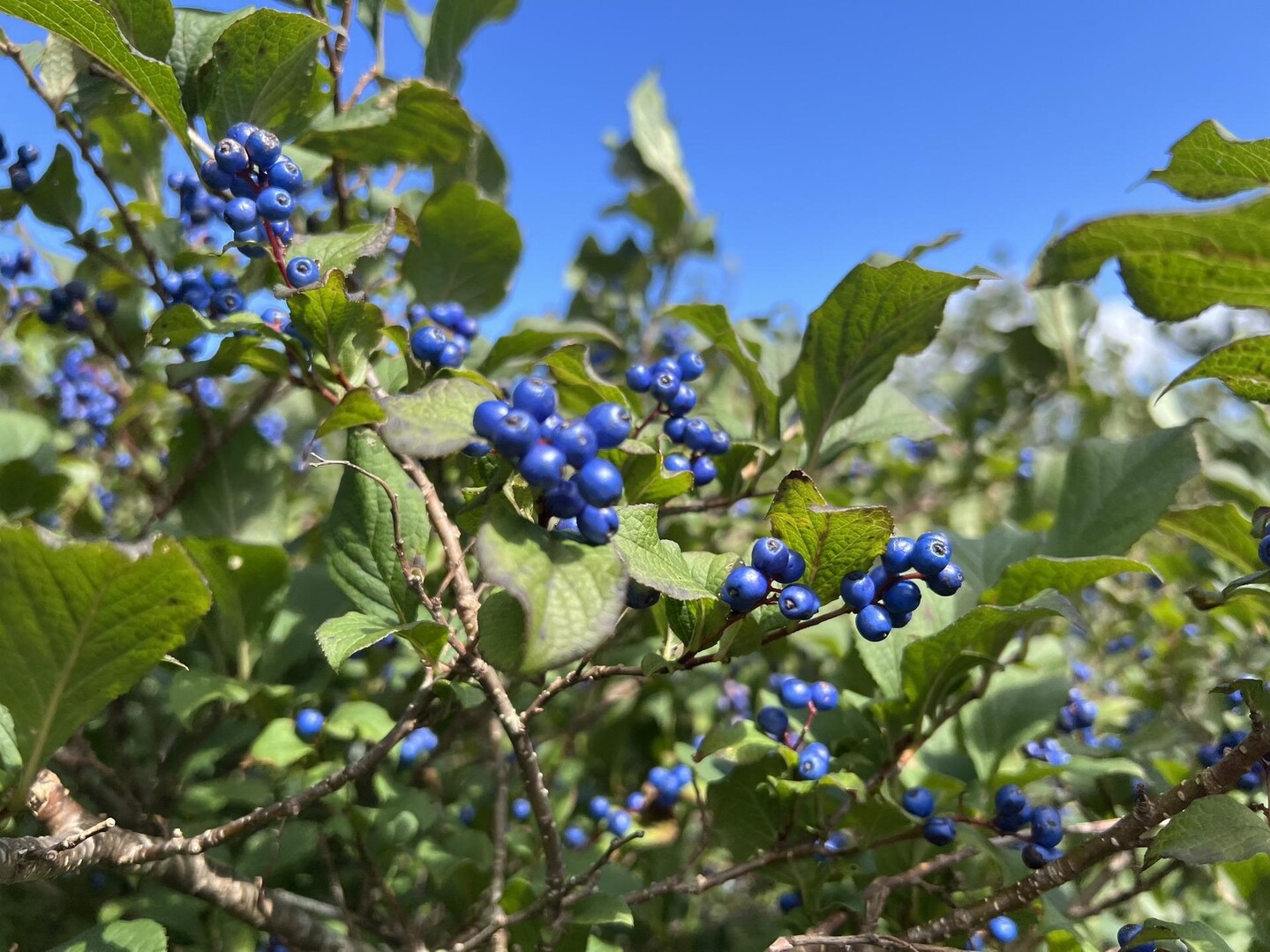 🍂菱ヶ岳〜五頭山周回🍂 / ヤスさんの五頭山・菱ヶ岳・宝珠山の活動データ | YAMAP / ヤマップ