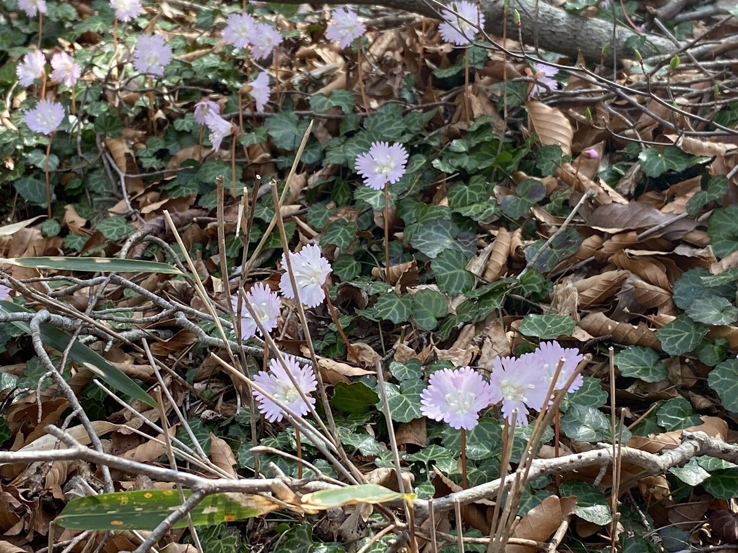 男体山・女体山・二ッ箭山・月山 / GA GAさんの二ッ箭山・三森山・猫鳴山の活動データ | YAMAP / ヤマップ